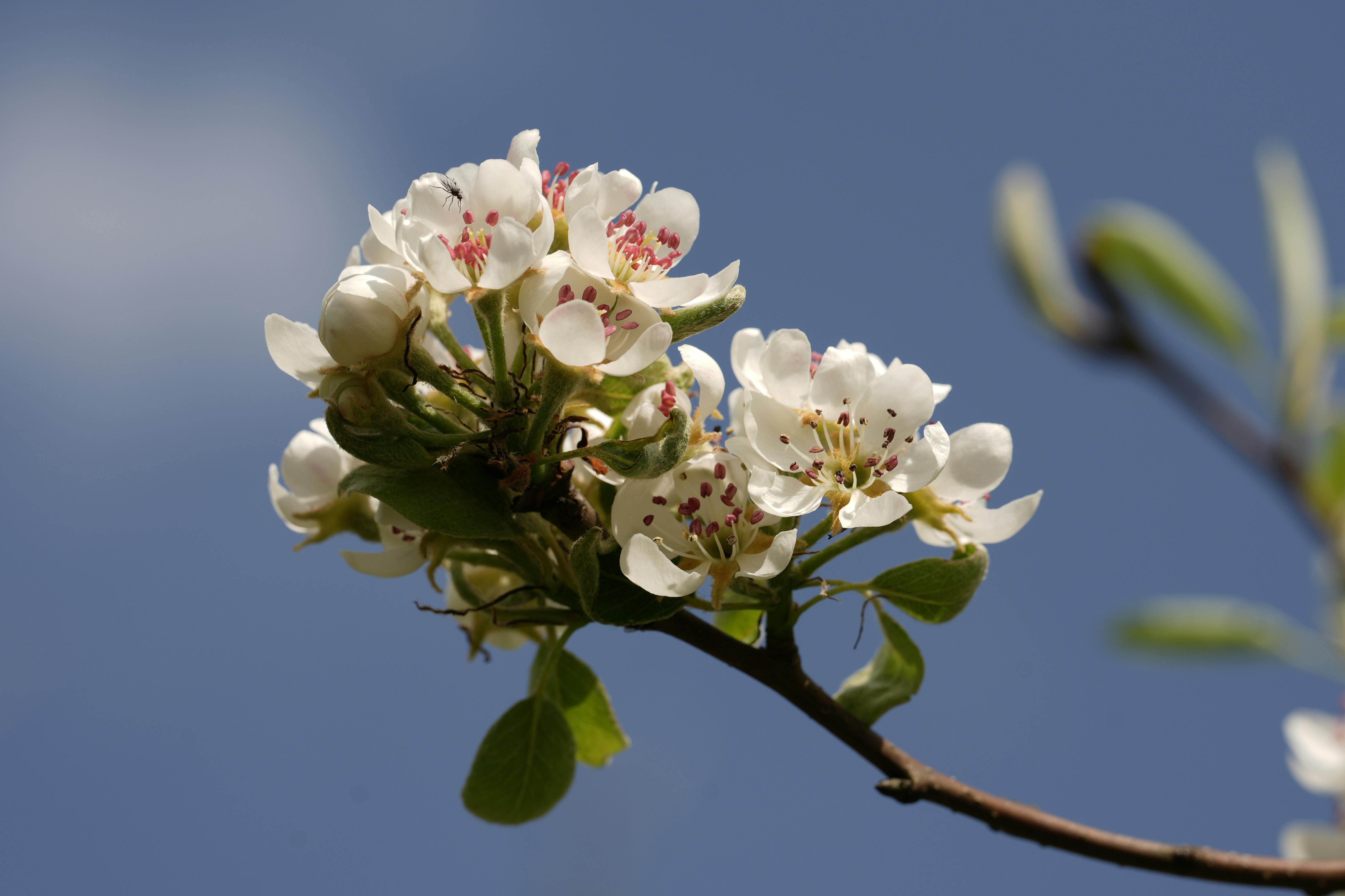 Zoom Backgrounds Spring Photos, Download The BEST Free Zoom Backgrounds ...