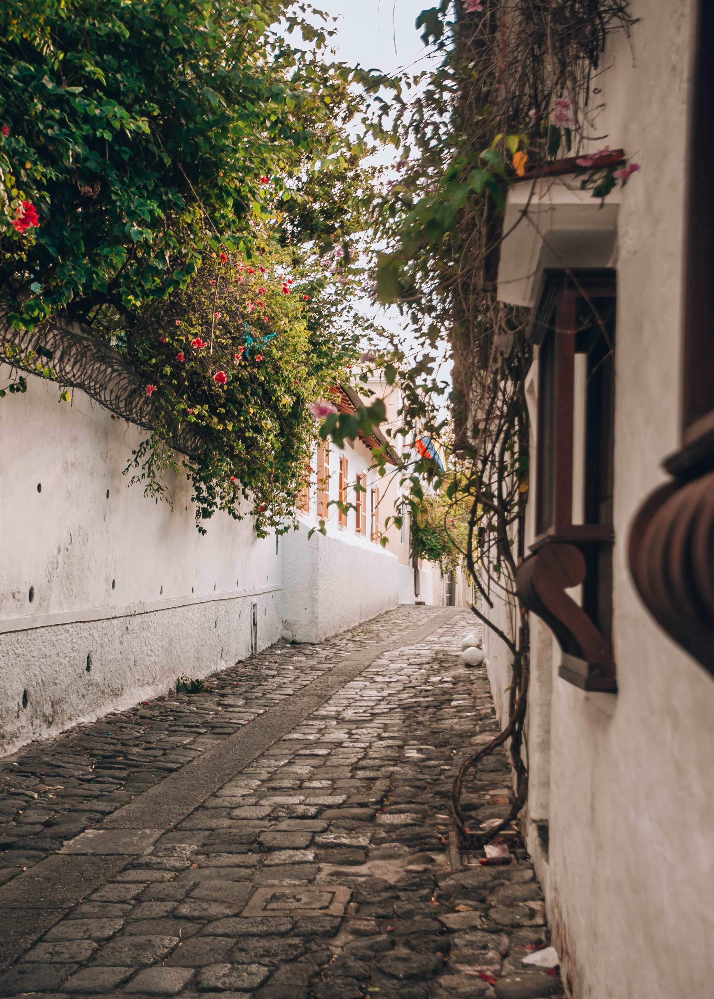 Paved Narrow Street with Plants on Buildings · Free Stock Photo