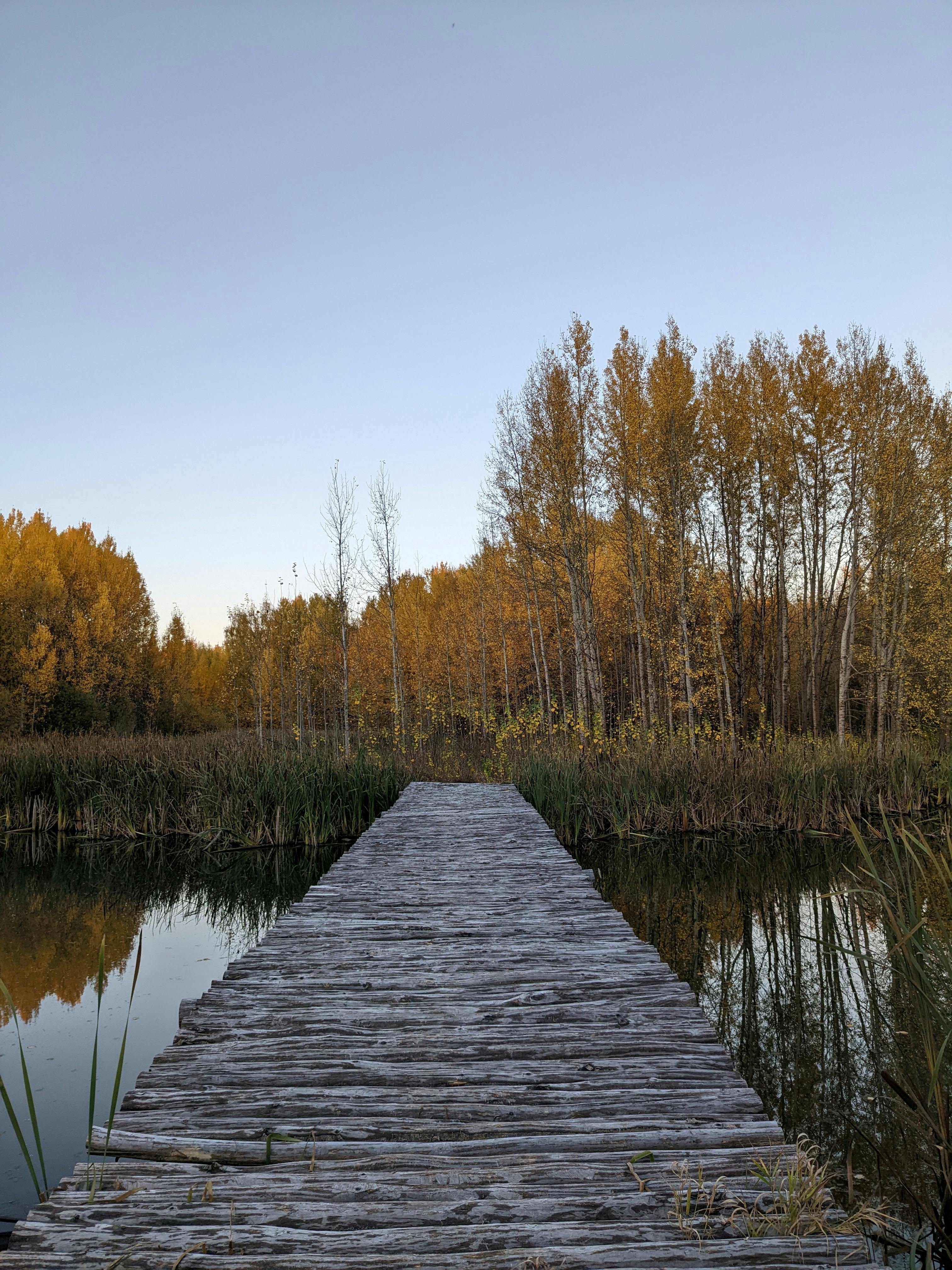 Overgrown Trees Photos, Download The BEST Free Overgrown Trees Stock ...