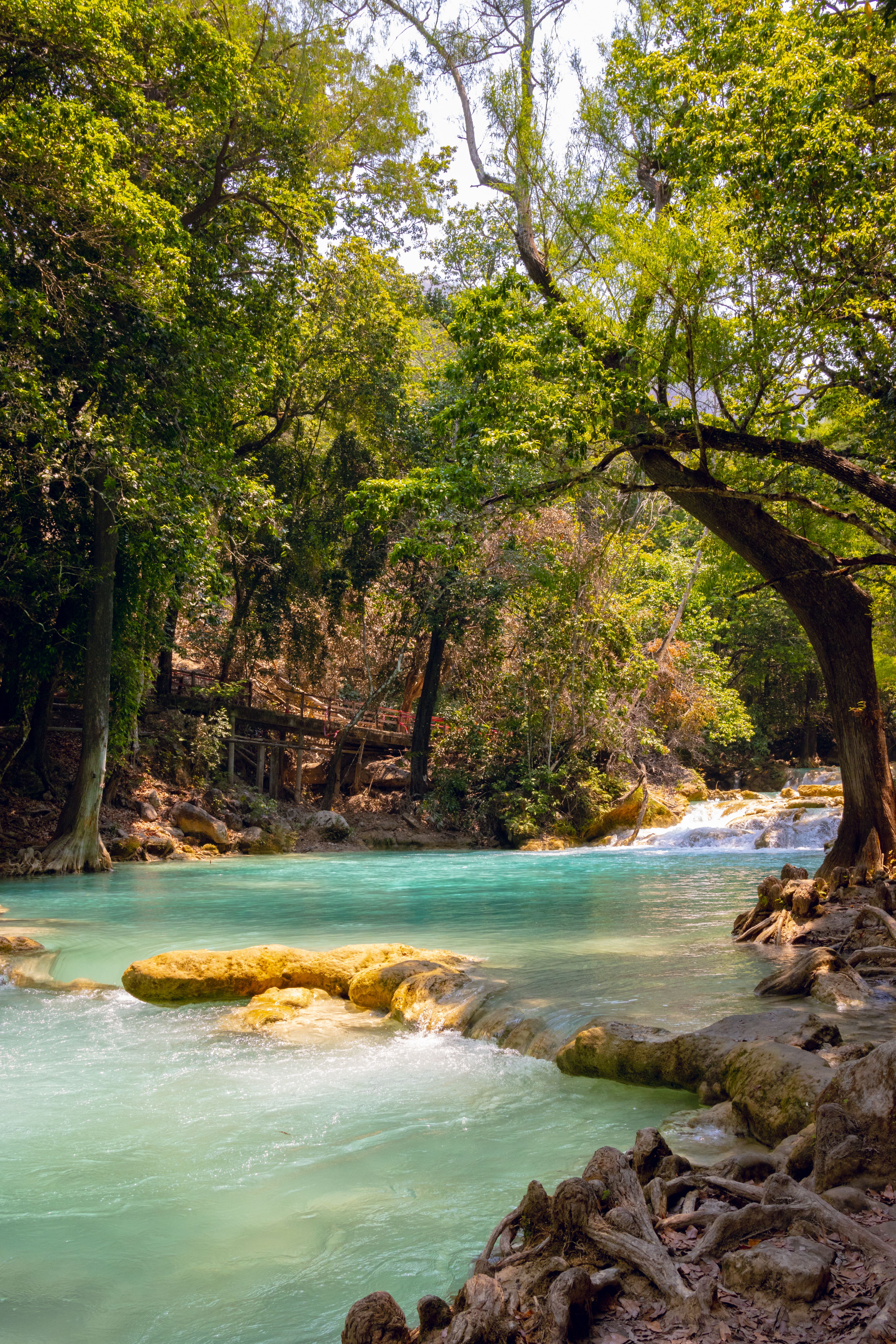 A river in the jungle with trees and water · Free Stock Photo