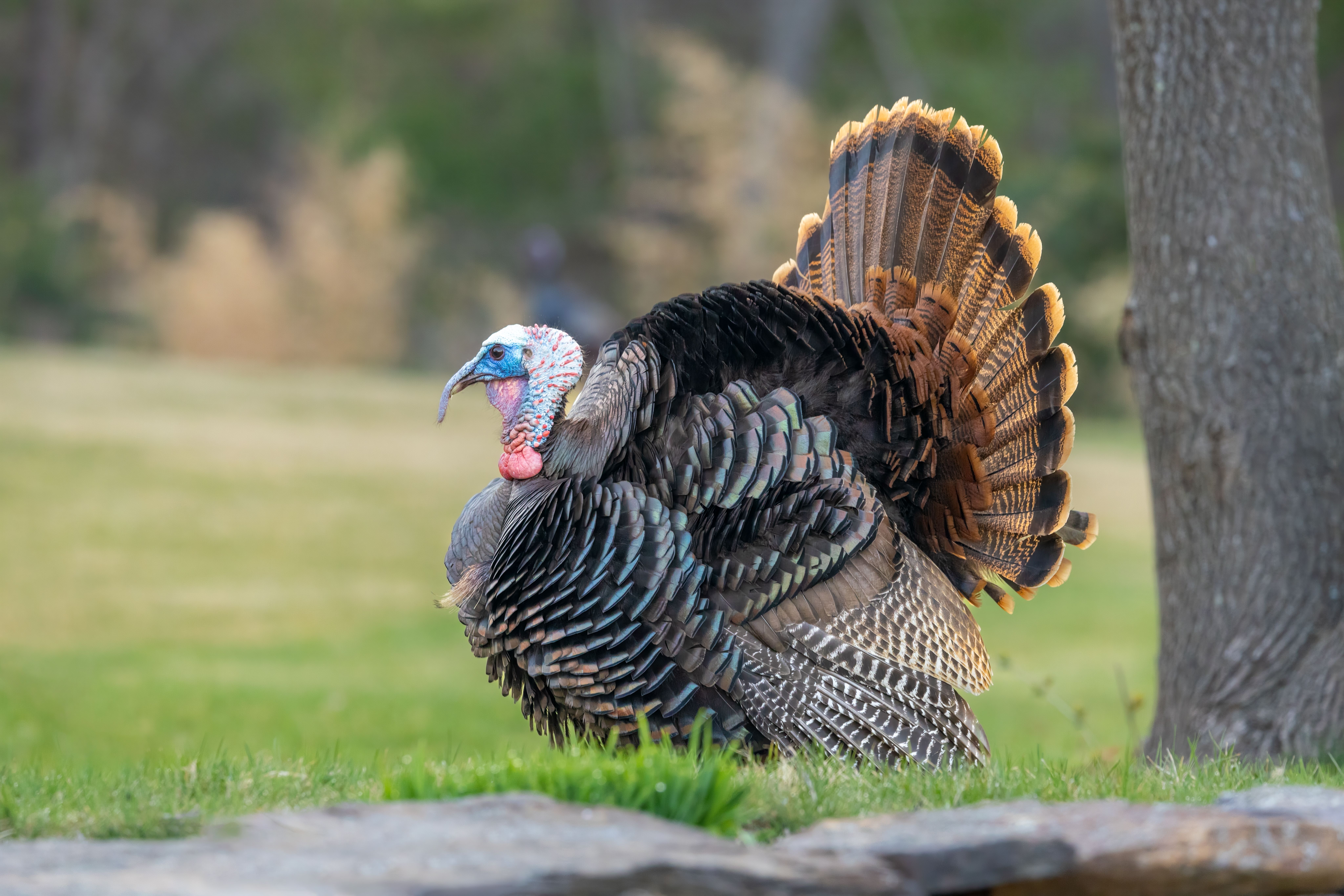 Close-up of a Turkey Walking on a Meadow · Free Stock Photo