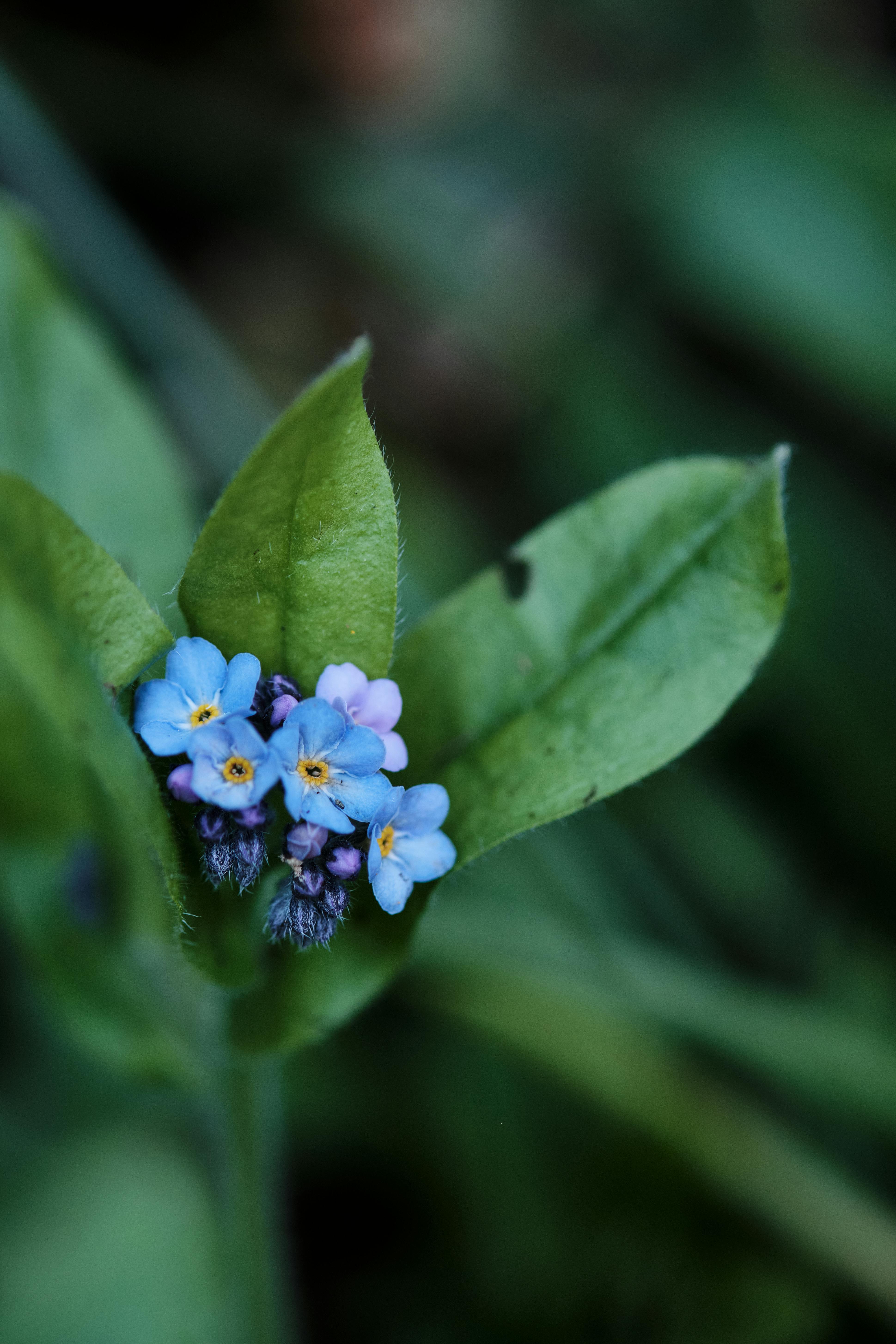 Blue Wildflowers Photos, Download The BEST Free Blue Wildflowers Stock ...