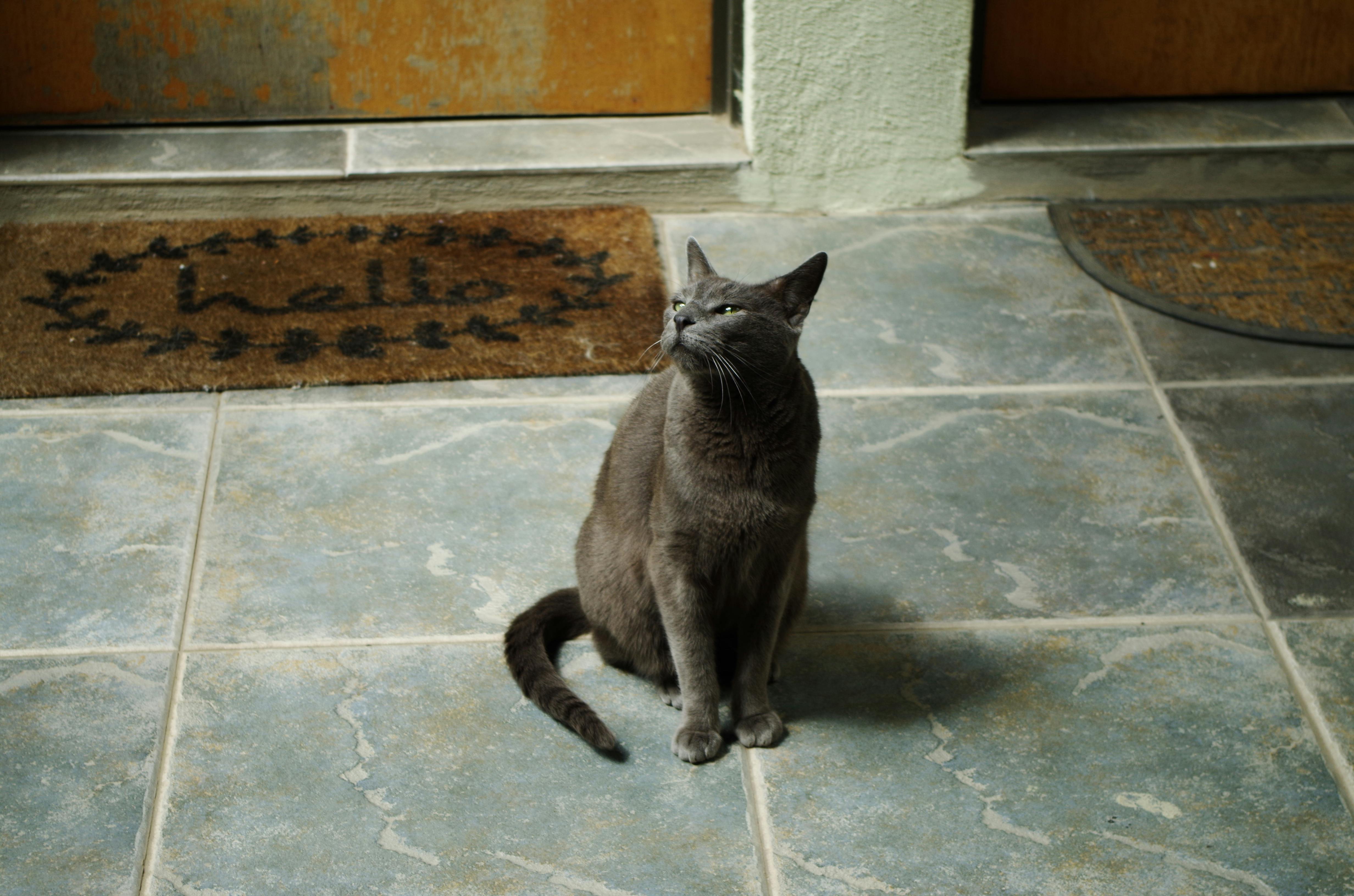 Cat Desktop Wallpaper Photos, Download The BEST Free Cat Desktop ...