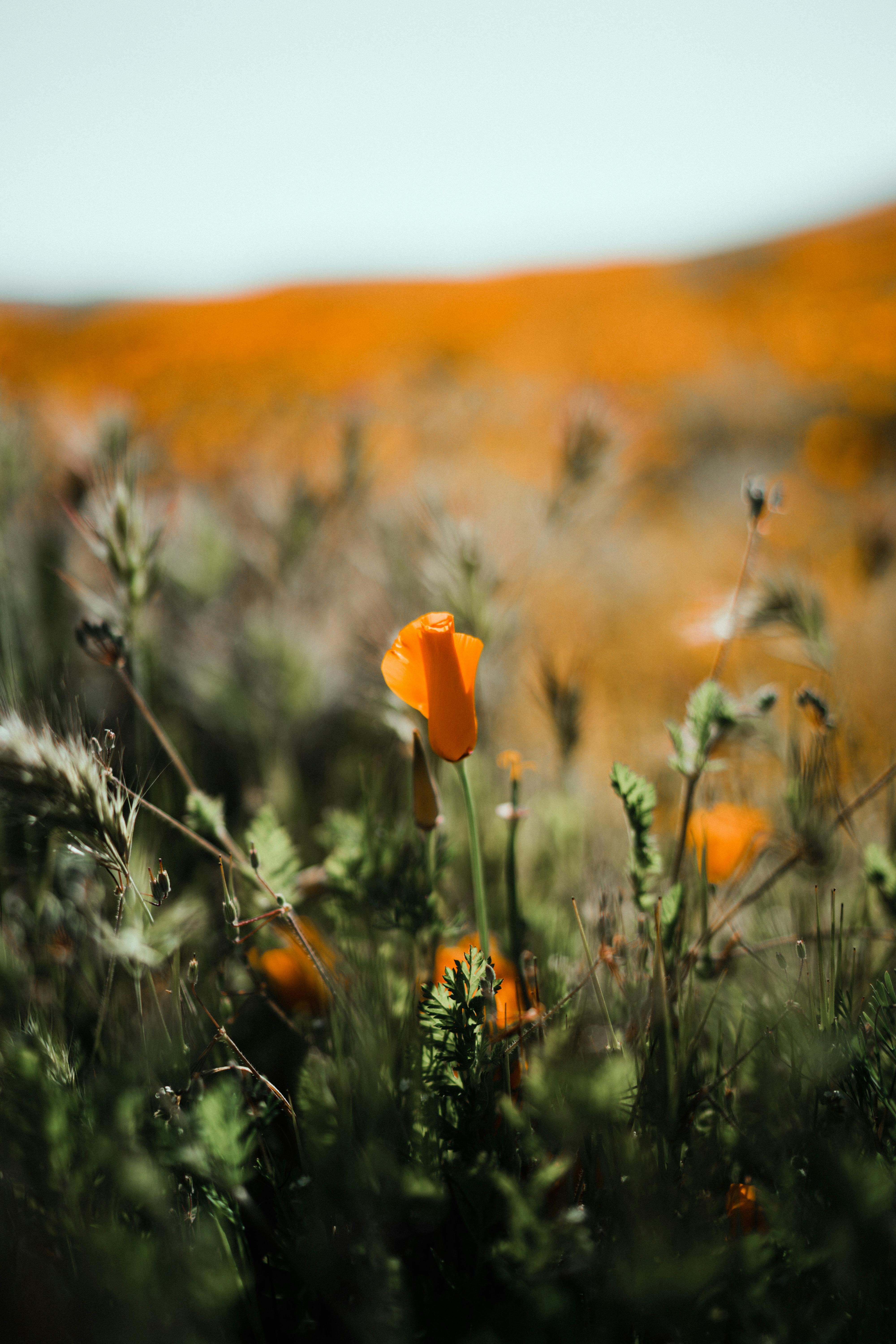 People Walking on Orange Flower Field · Free Stock Photo
