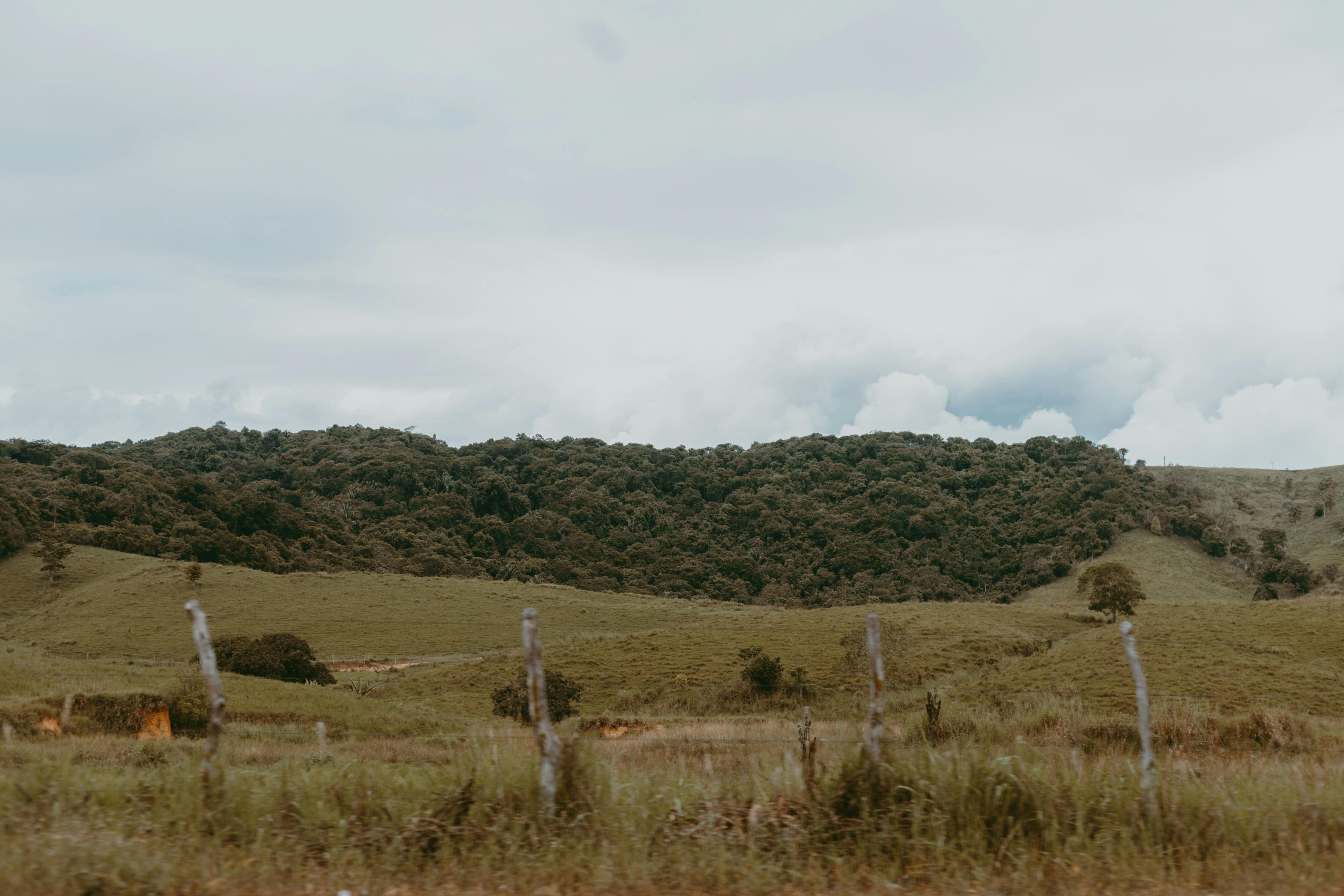Cloud Forest Photos, Download The BEST Free Cloud Forest Stock Photos ...