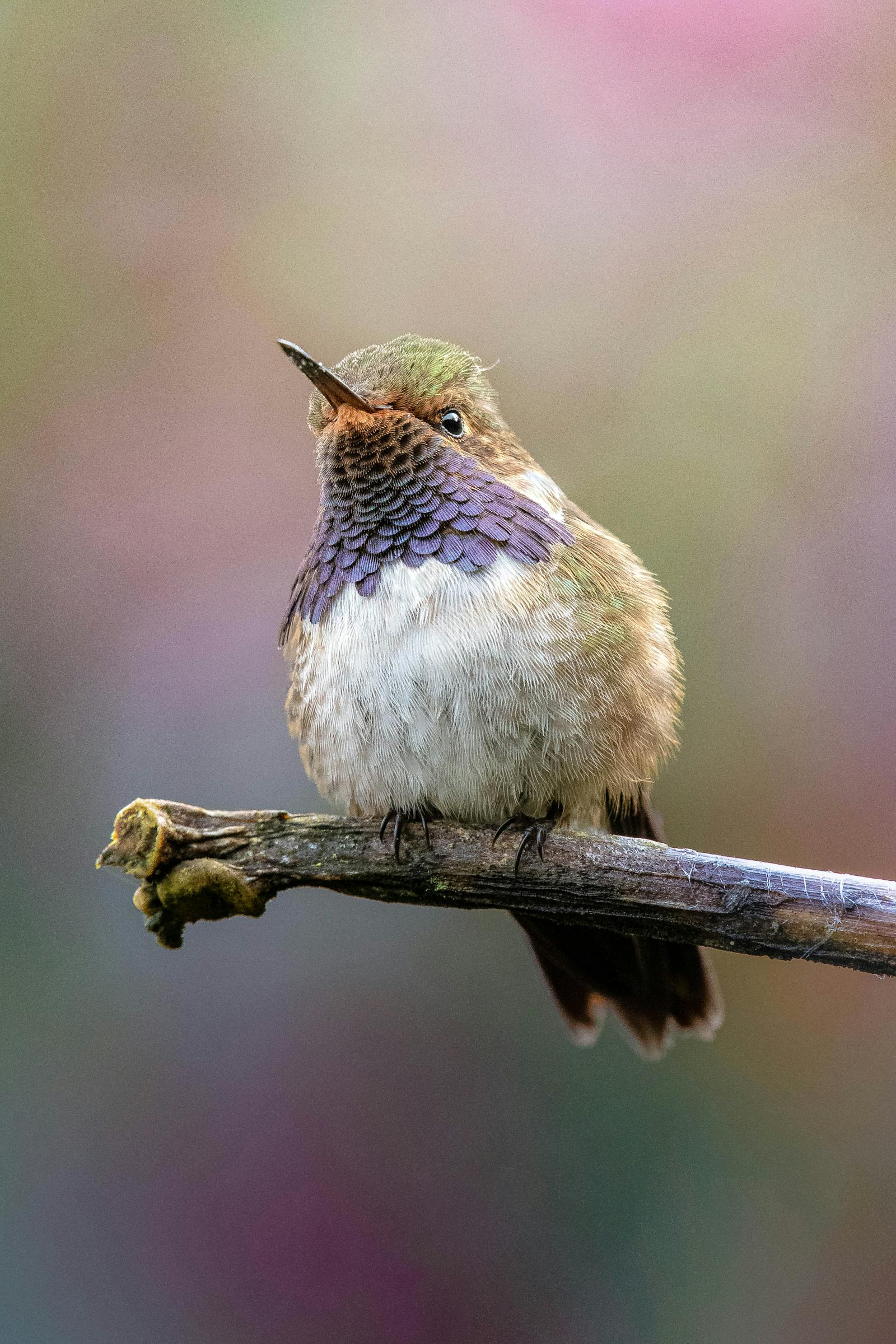 Volcano Hummingbird Photos, Download The BEST Free Volcano Hummingbird ...