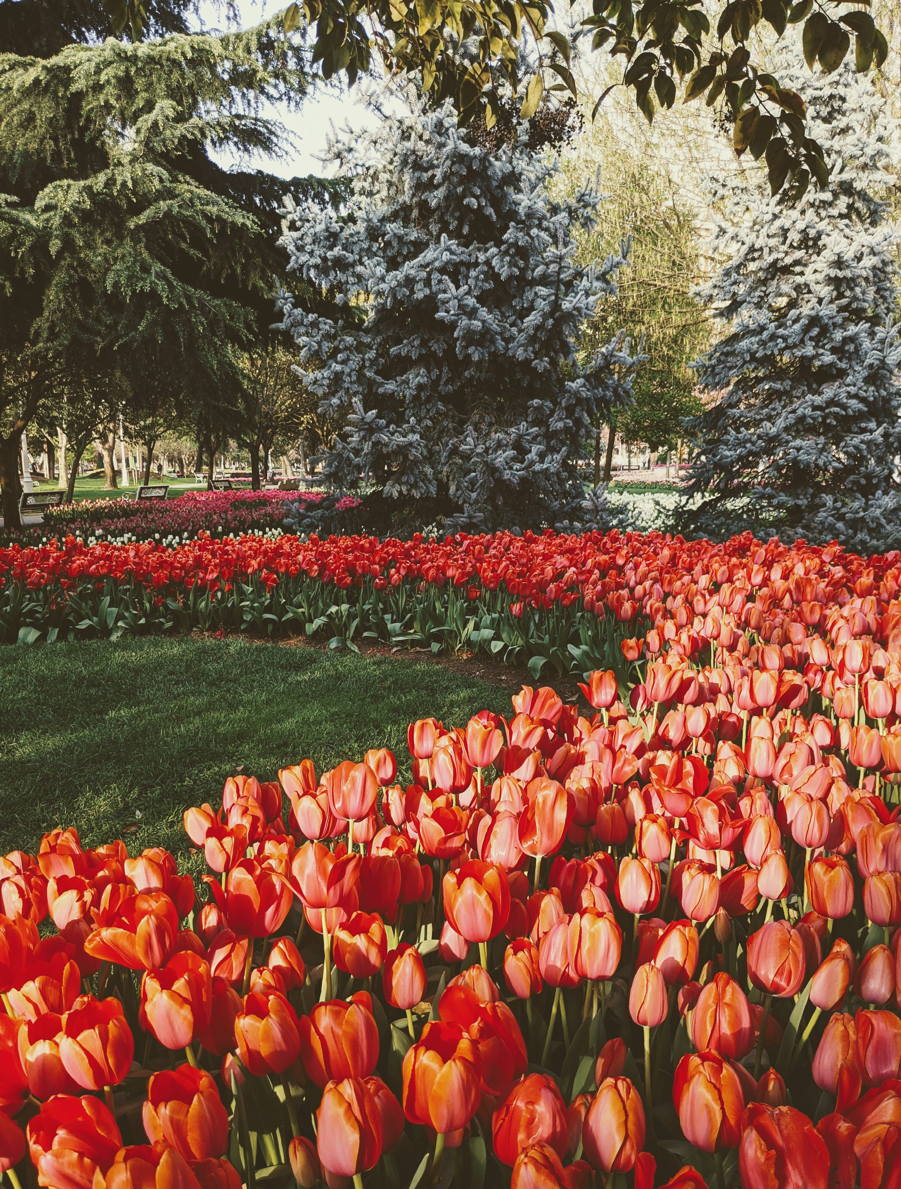 View of Red Tulips Growing in a Park · Free Stock Photo