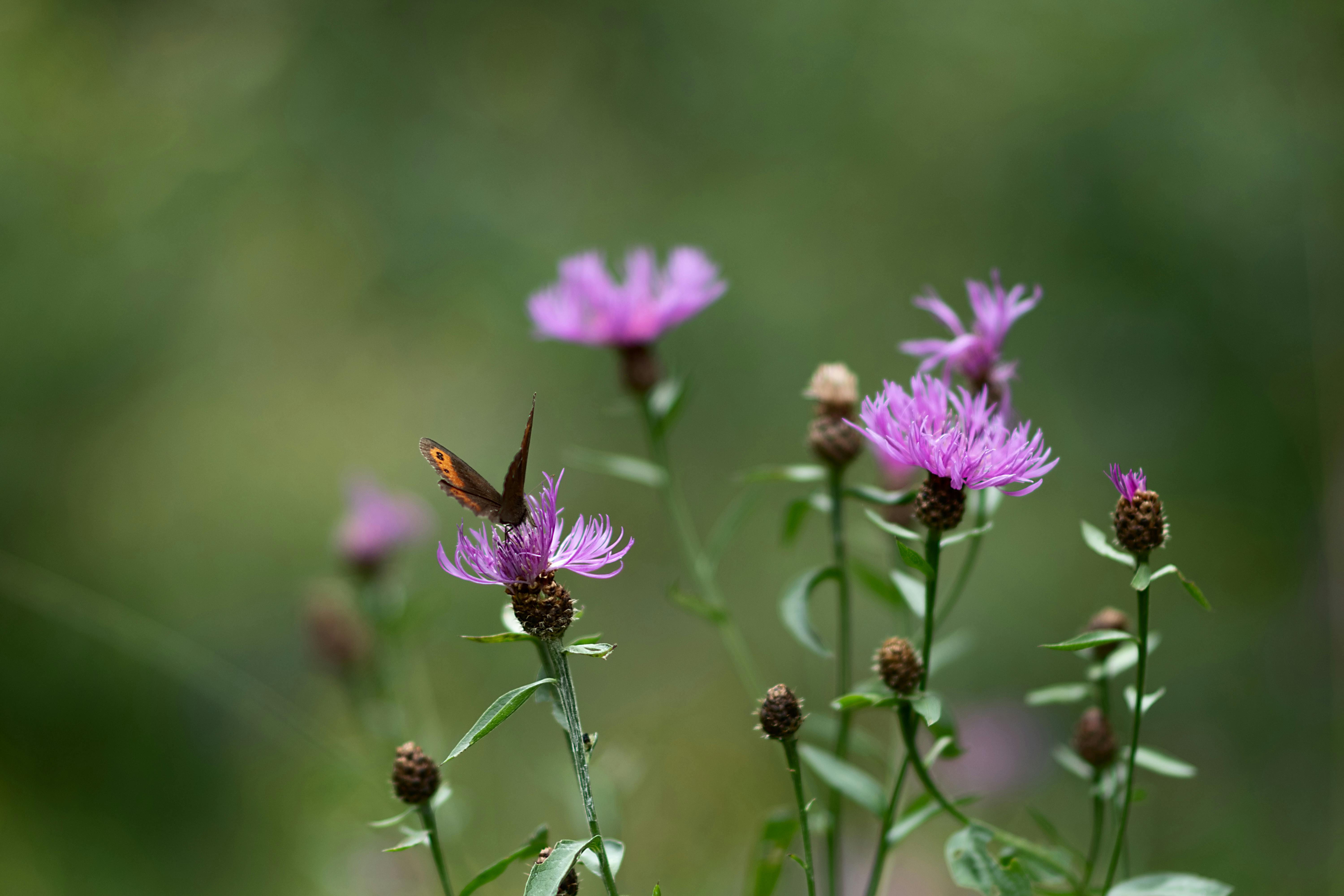 Lente Insect Photos, Download The BEST Free Lente Insect Stock Photos ...