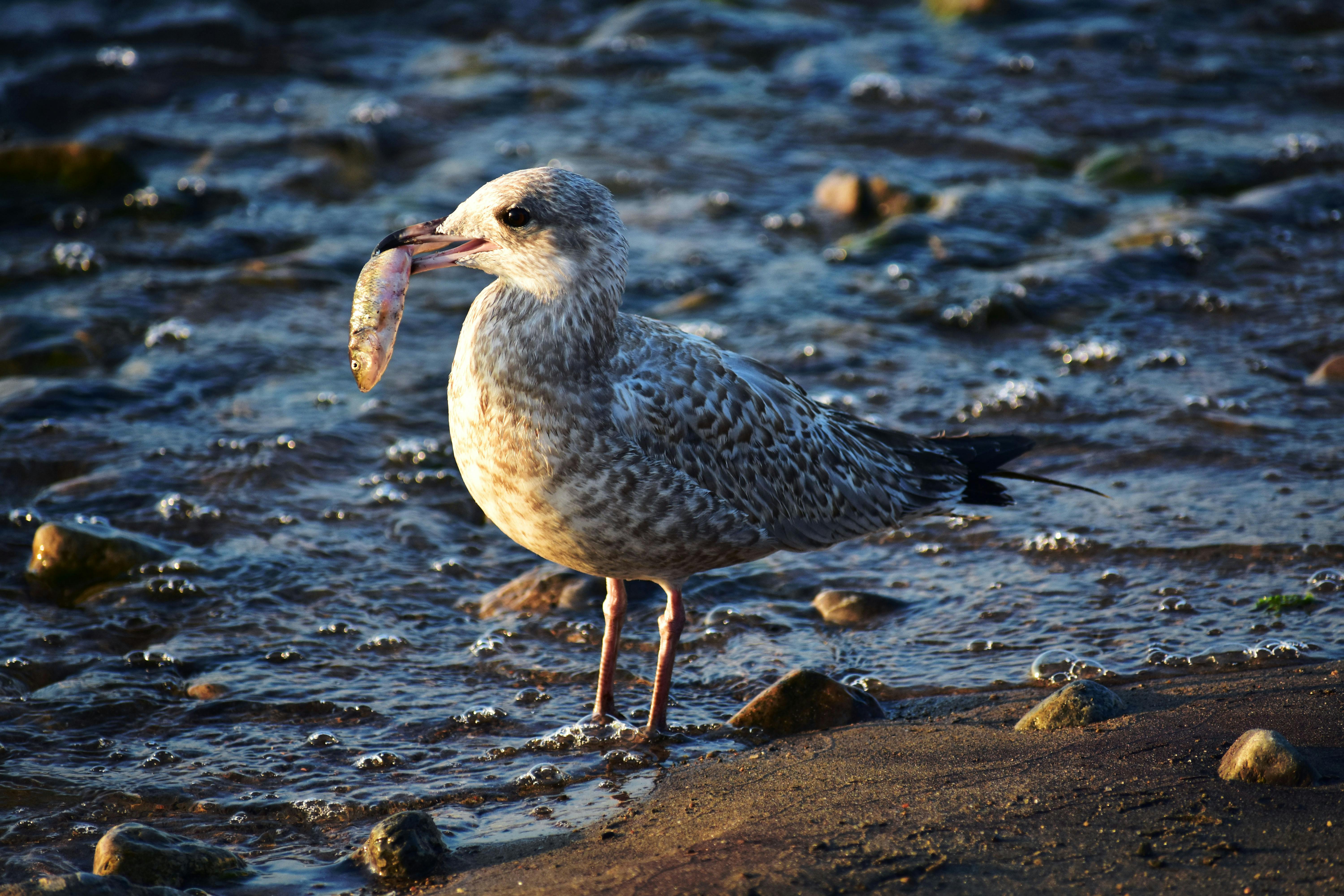 Gull Behavior Photos, Download The BEST Free Gull Behavior Stock Photos ...