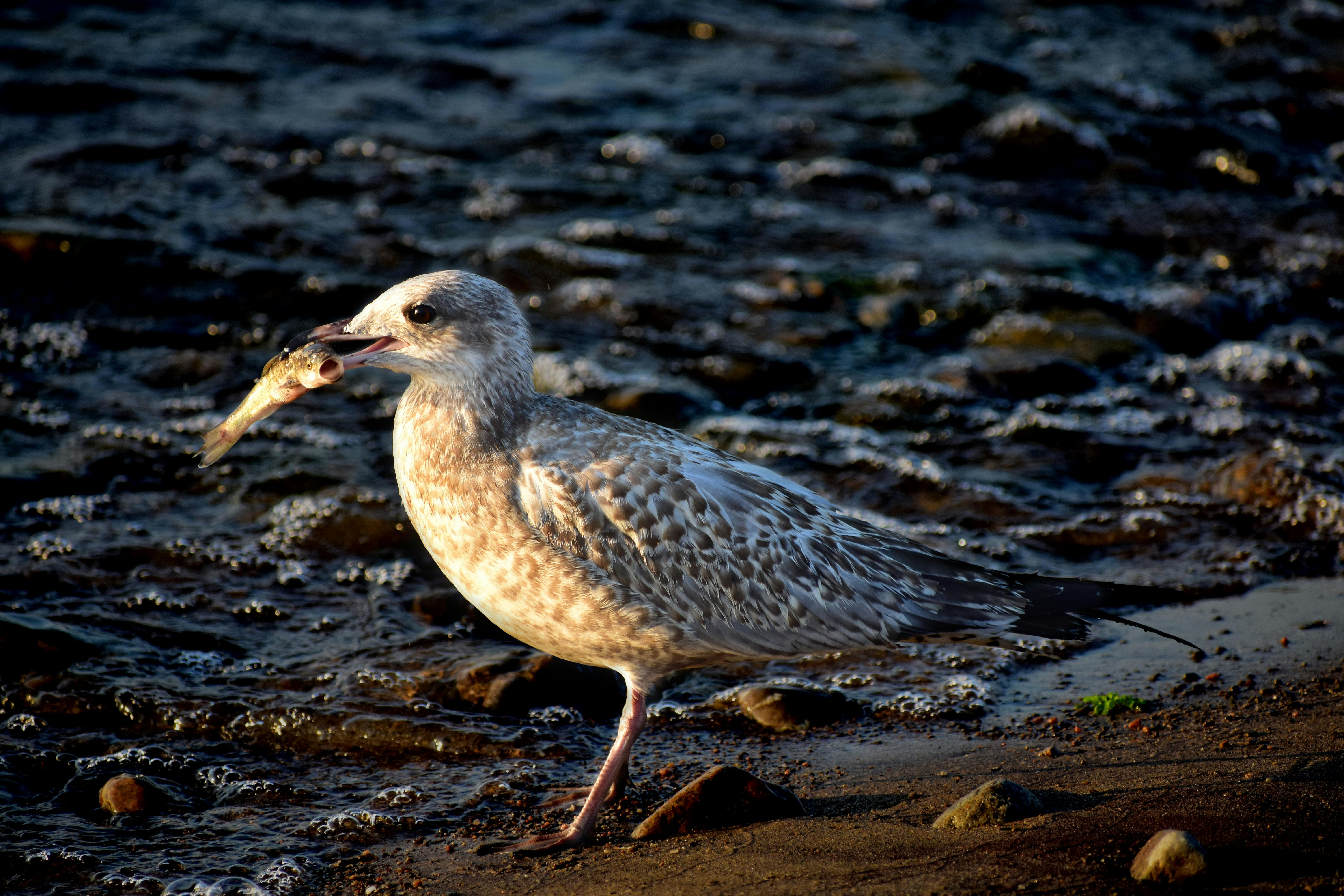 Fish Ocean Photos, Download The BEST Free Fish Ocean Stock Photos & HD ...