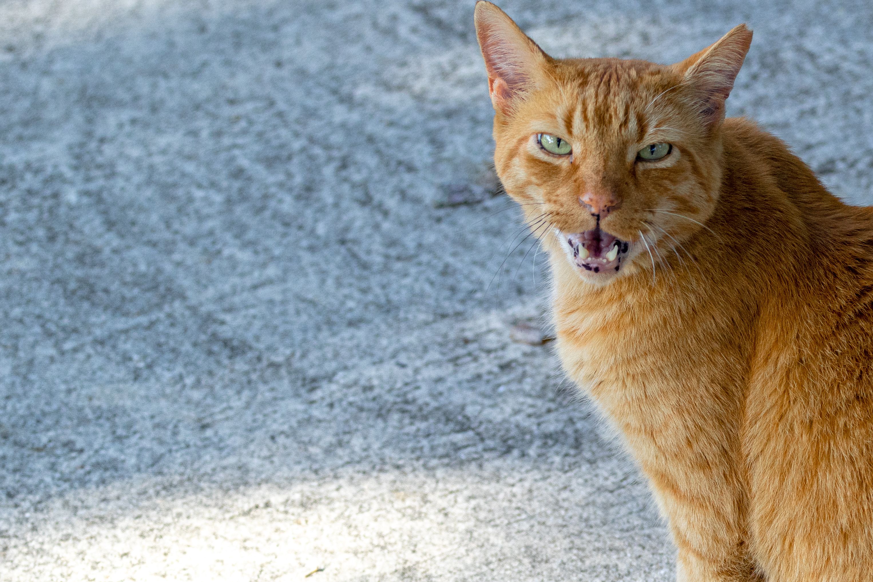 Ginger Cat in Winter · Free Stock Photo