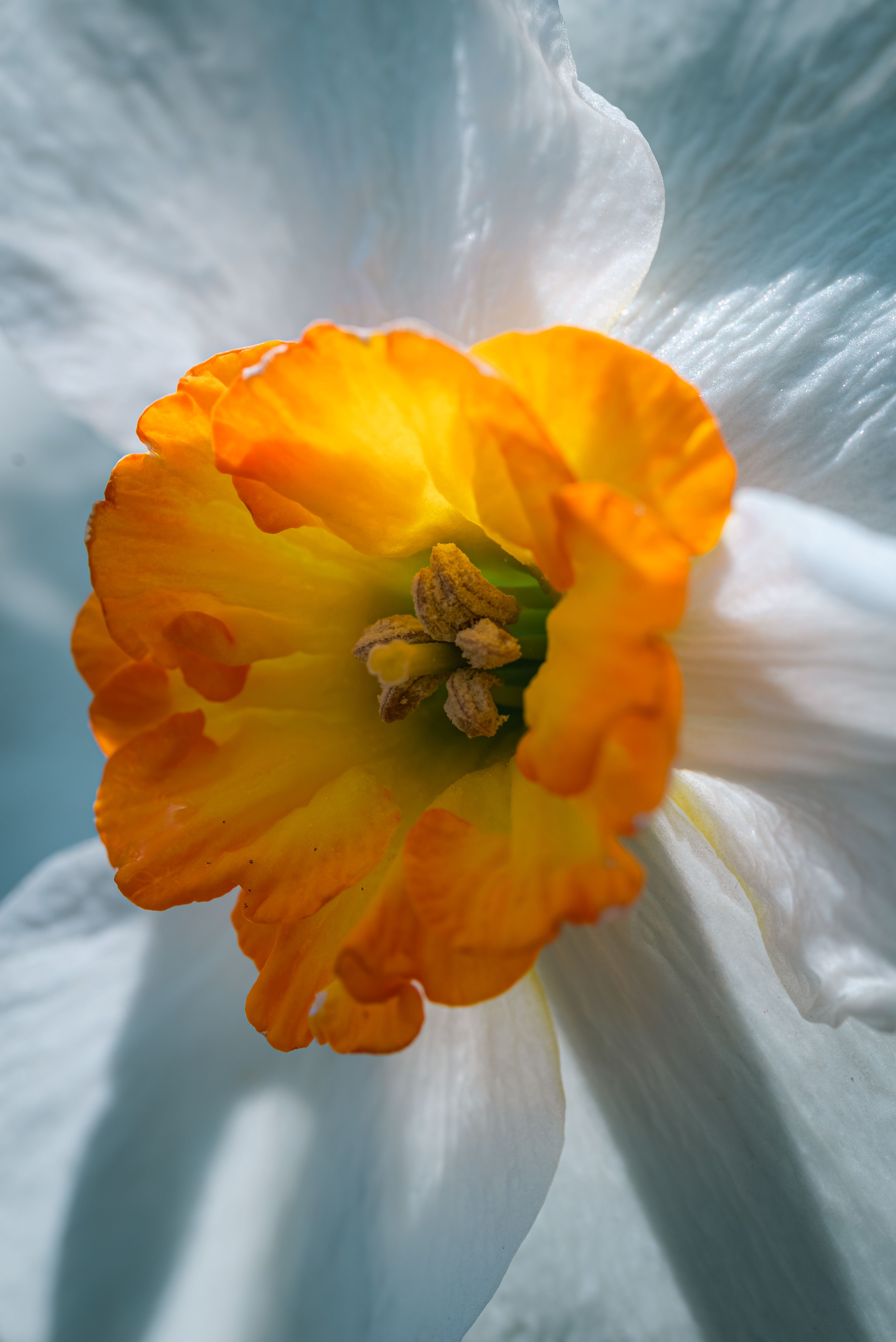 White Flower Walpapers Photos, Download The BEST Free White Flower ...