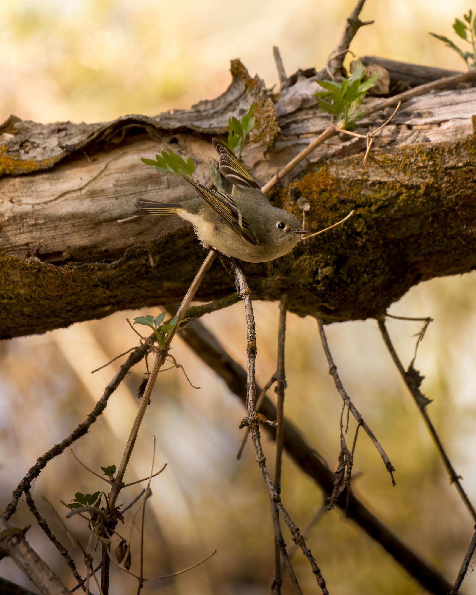 Birds Sitting On Branches Photos, Download The BEST Free Birds Sitting ...