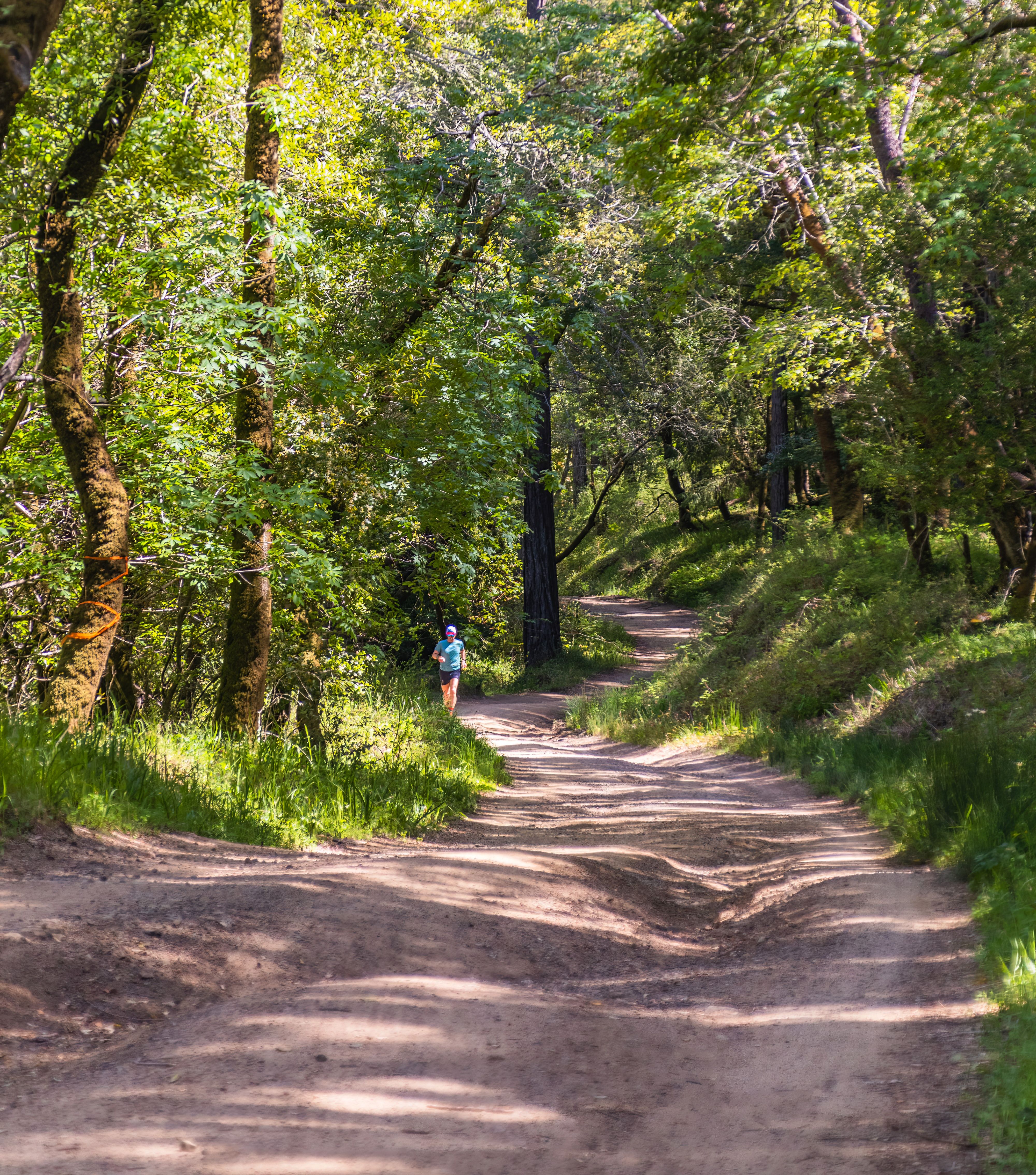 A Woman Running on a Path in Forest · Free Stock Photo