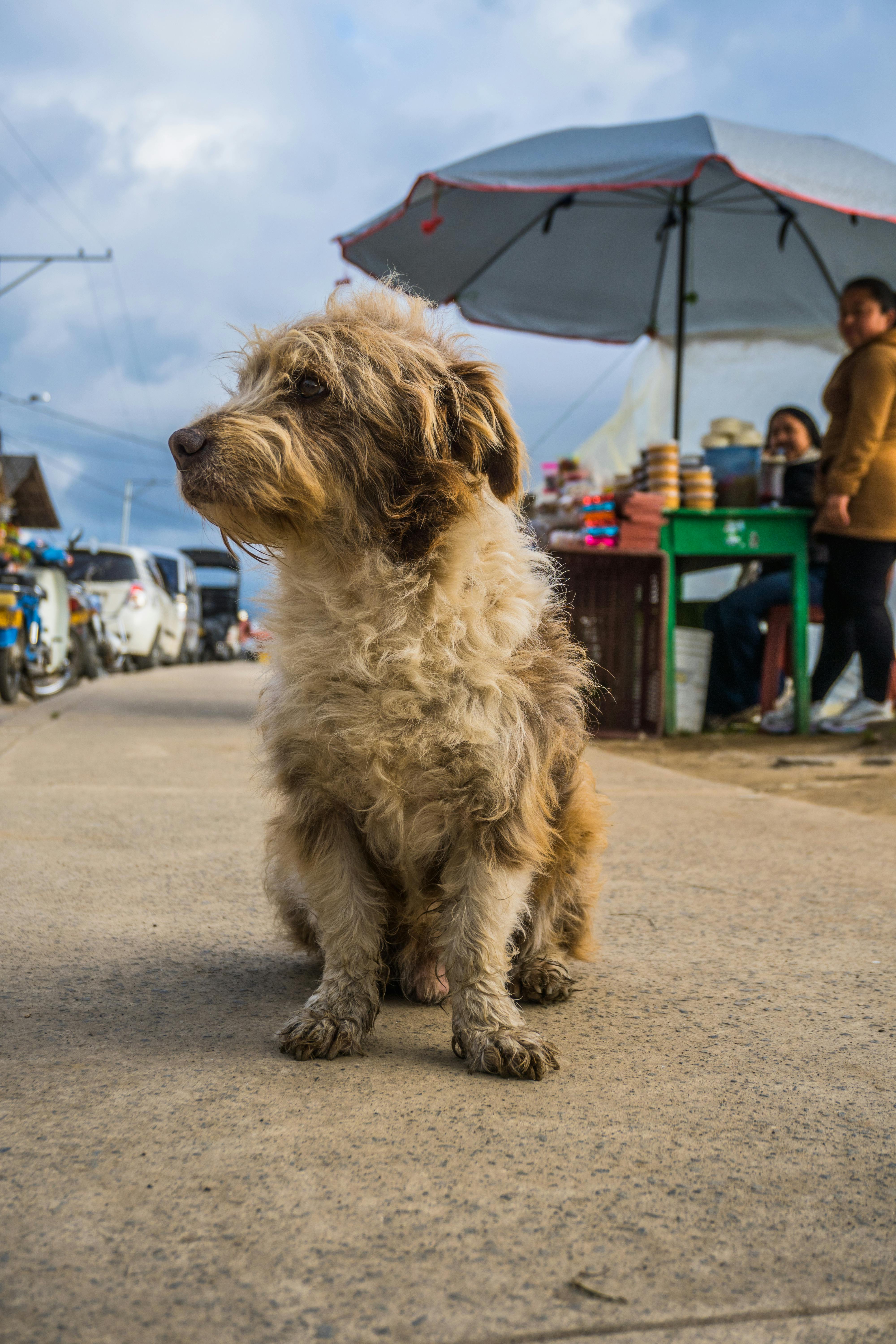 Small Shaggy Dog on the Walkway of the Market · Free Stock Photo