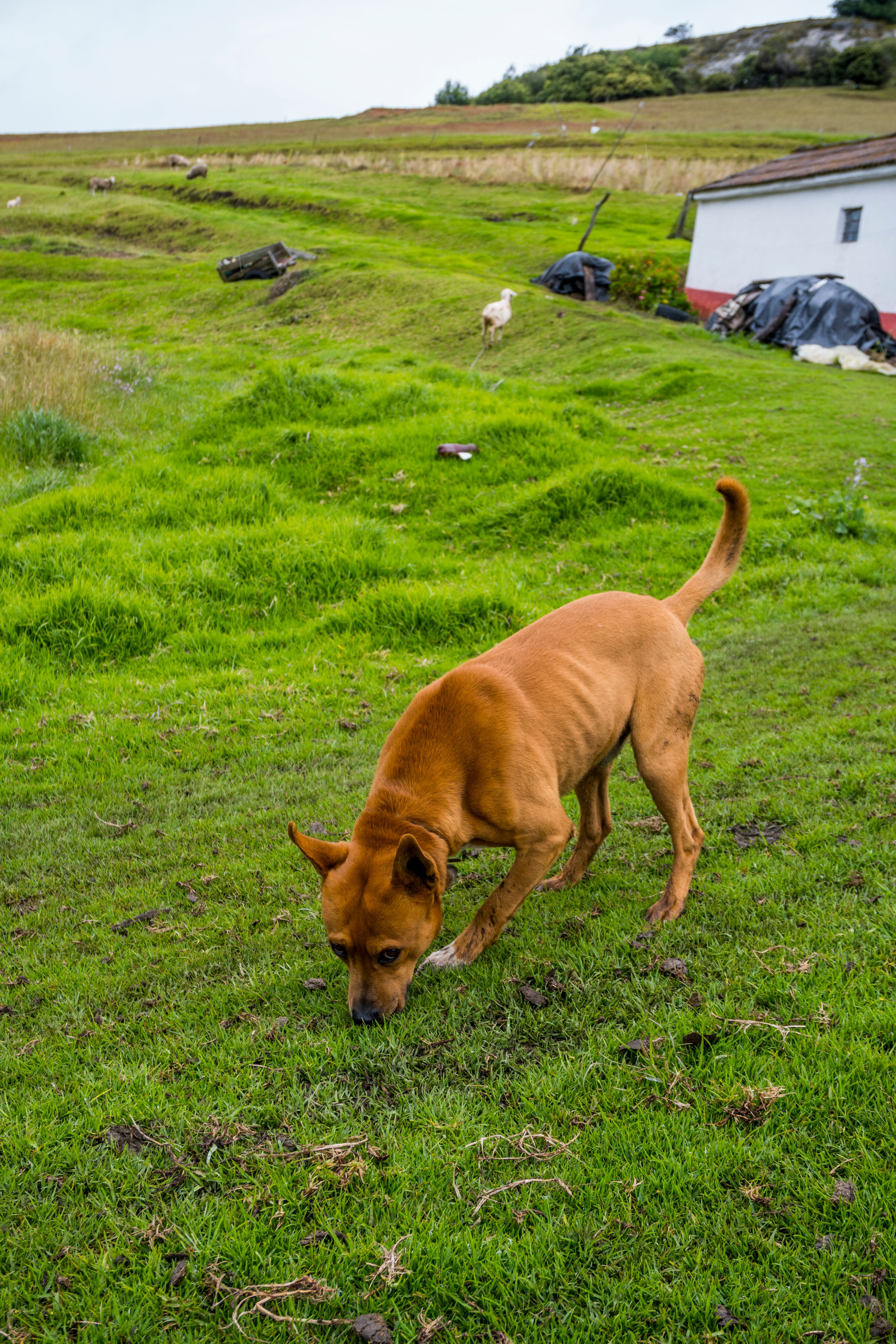 Dog Sniffing in the Grass on a Farm · Free Stock Photo