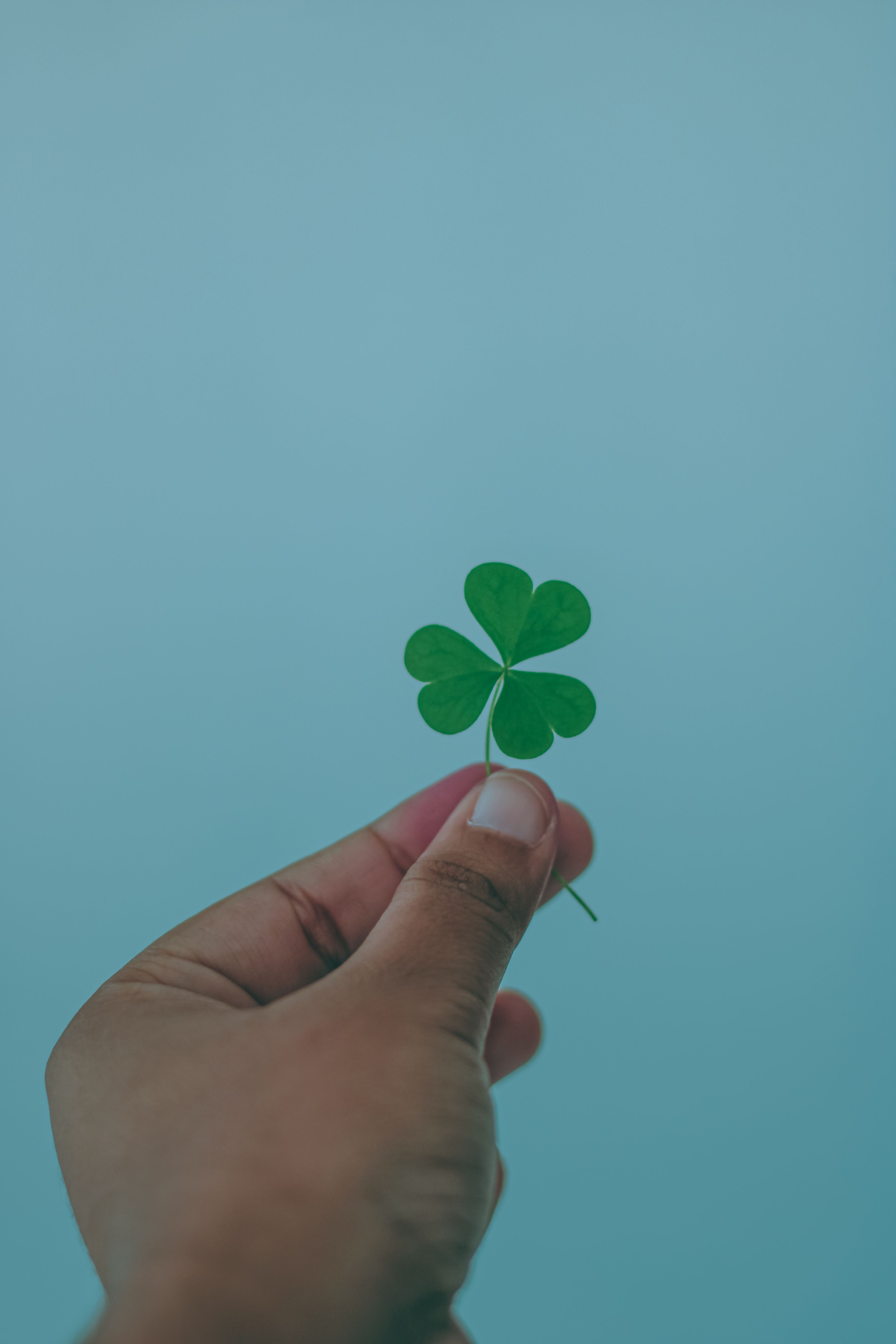 Hand Holding Clover · Free Stock Photo