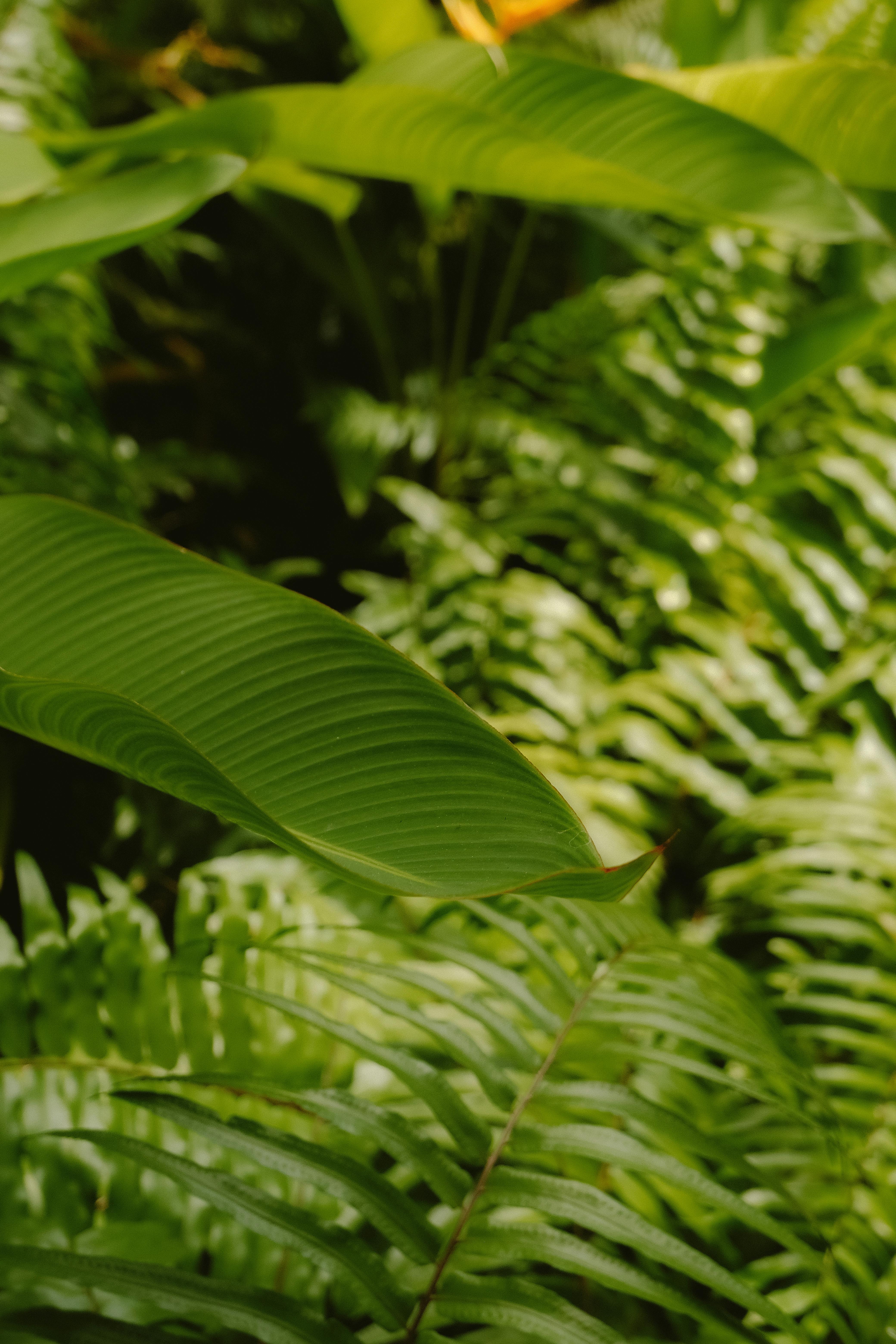 Foto de stock gratuita sobre al aire libre, bioma, bosque tropical ...