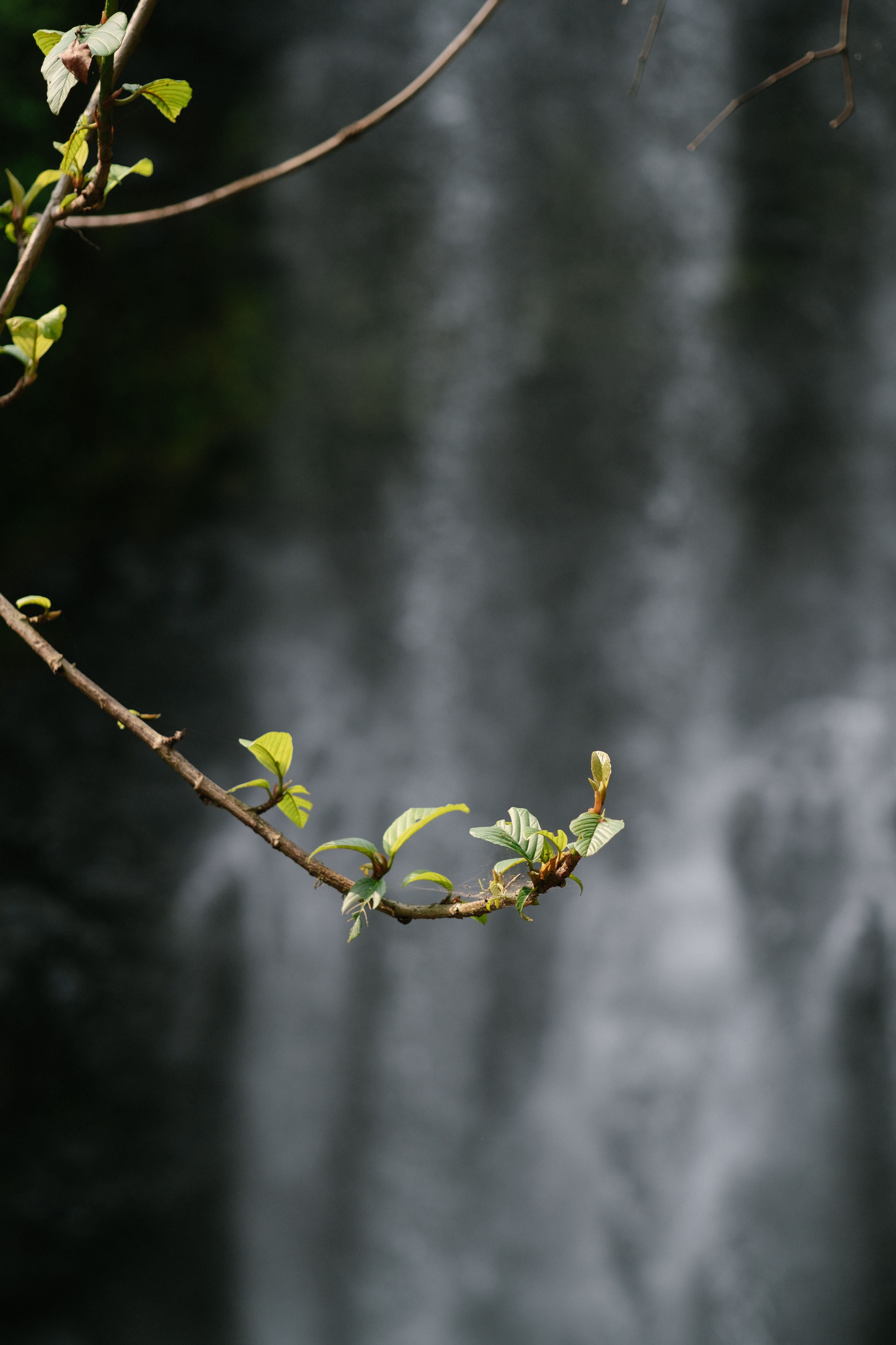 Close up of Branch with Waterfall behind · Free Stock Photo