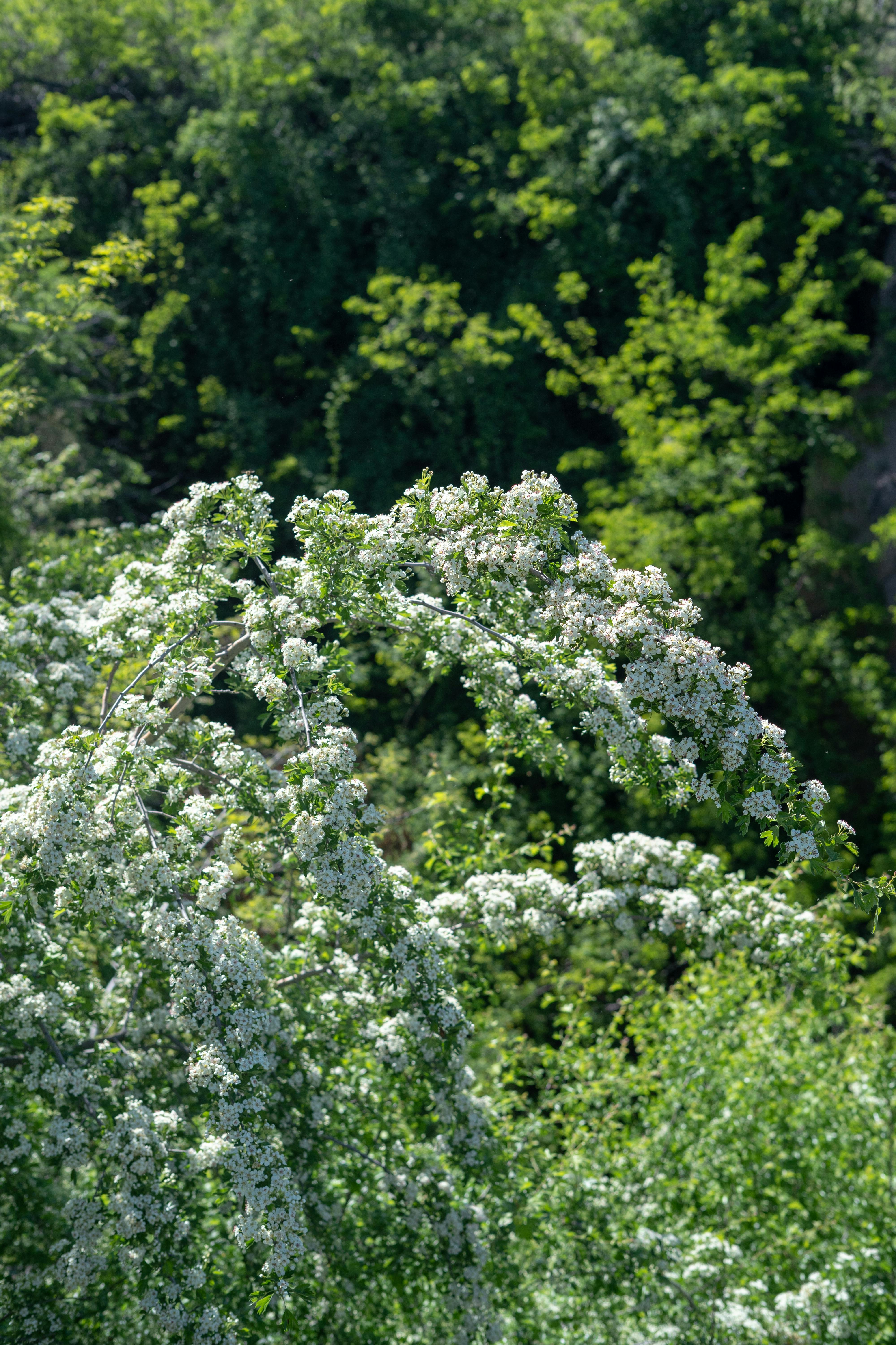 Ringworm Shrub Photos, Download The BEST Free Ringworm Shrub Stock ...