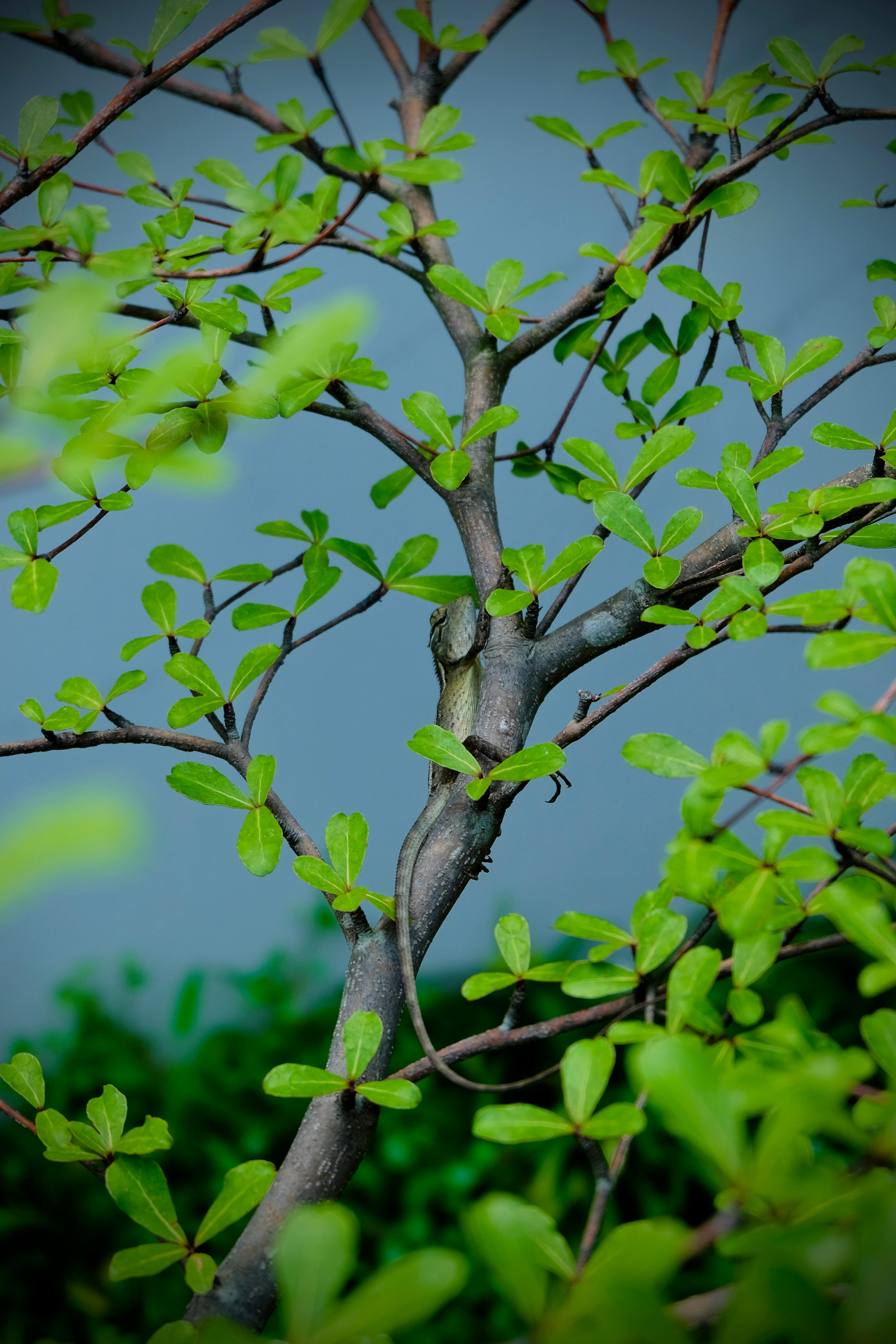 Ryan Aditya Amir - Photography