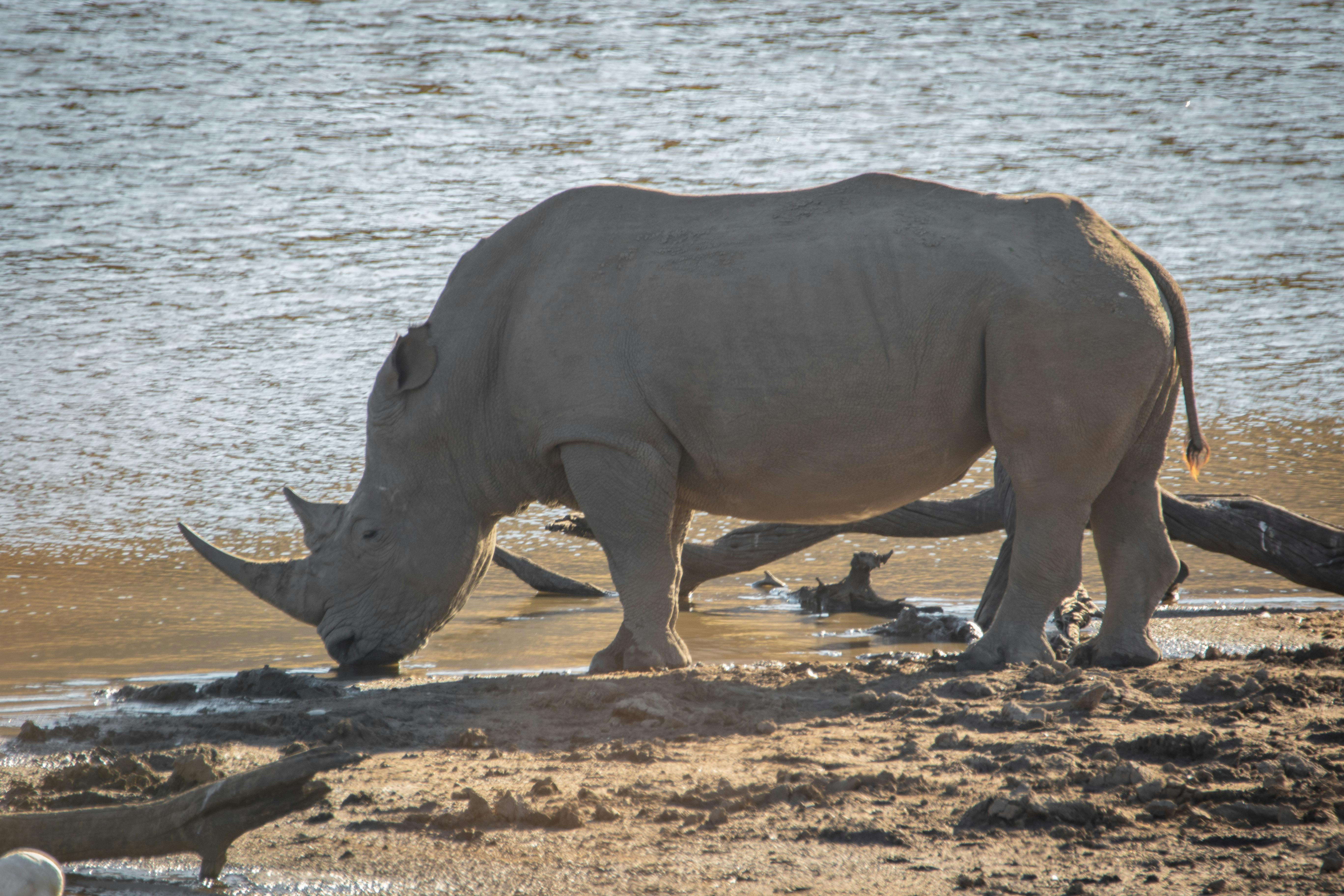 Free stock photo of animals, nature, rhino
