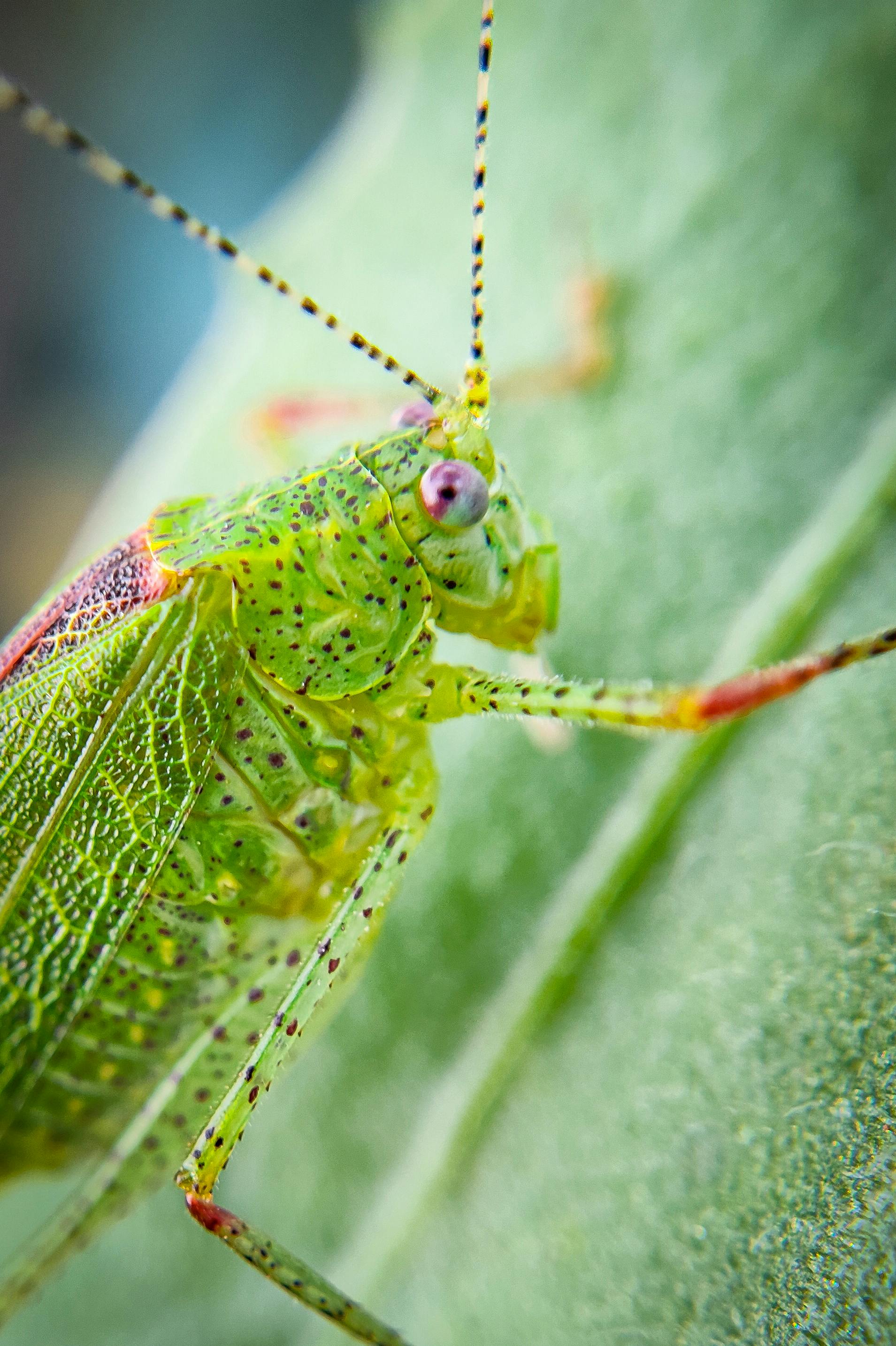 A close up of a green insect with red eyes · Free Stock Photo