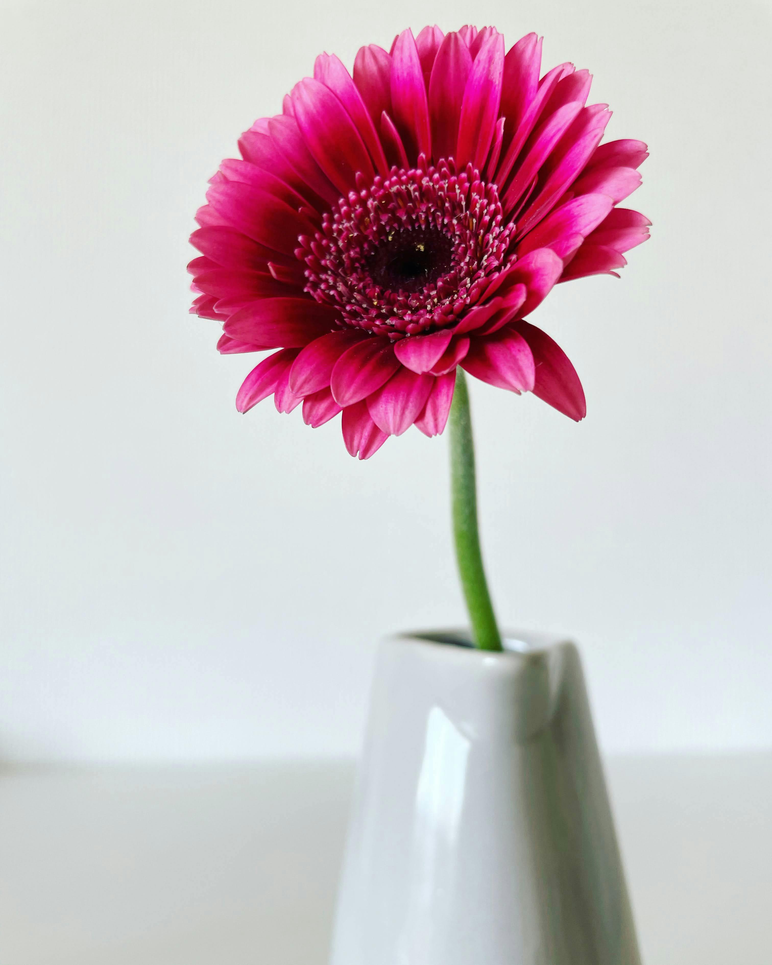 Pink Bubules Photos, Download The BEST Free Pink Bubules Stock Photos ...