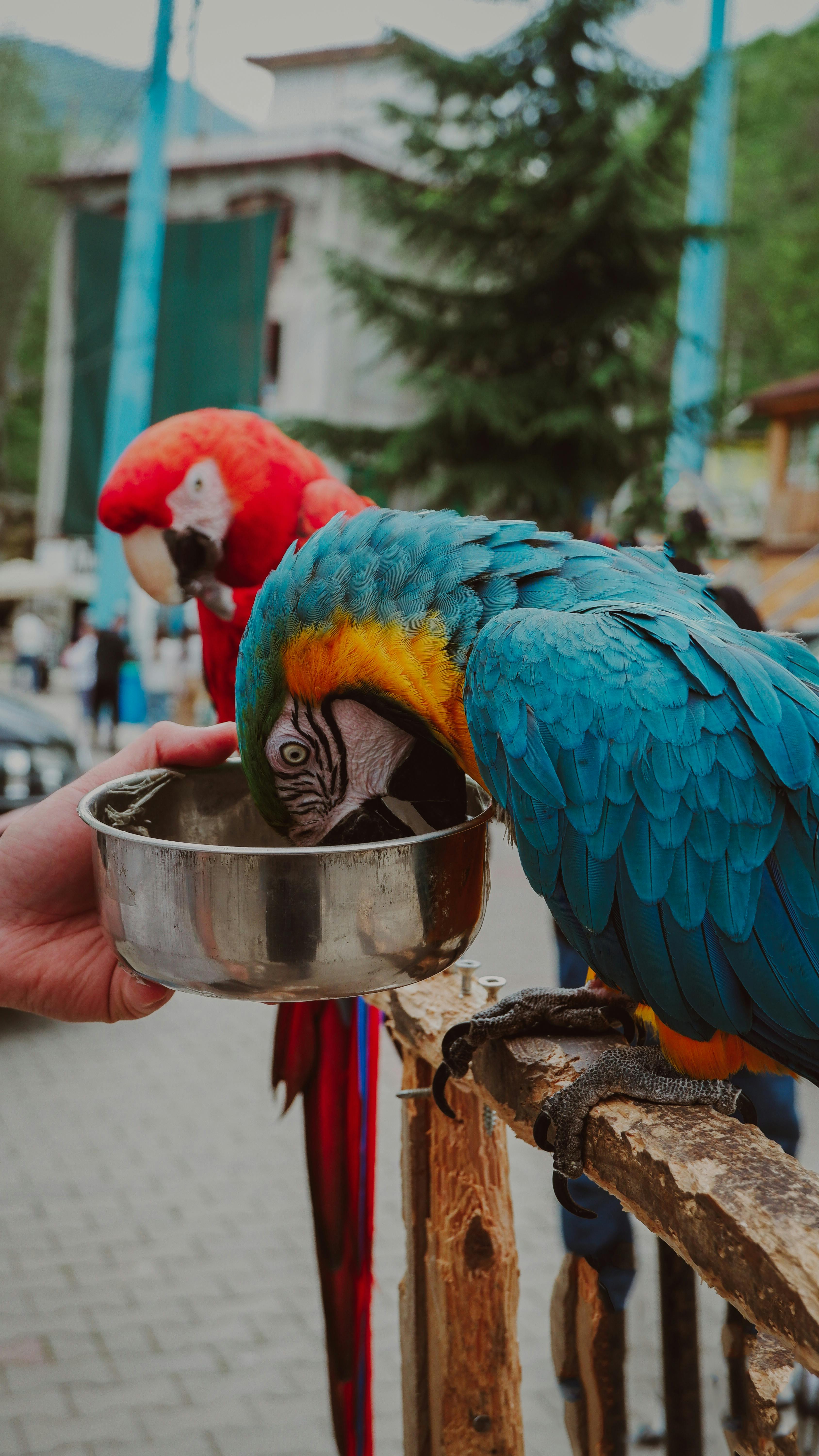 Parrots Drinking on Railing · Free Stock Photo