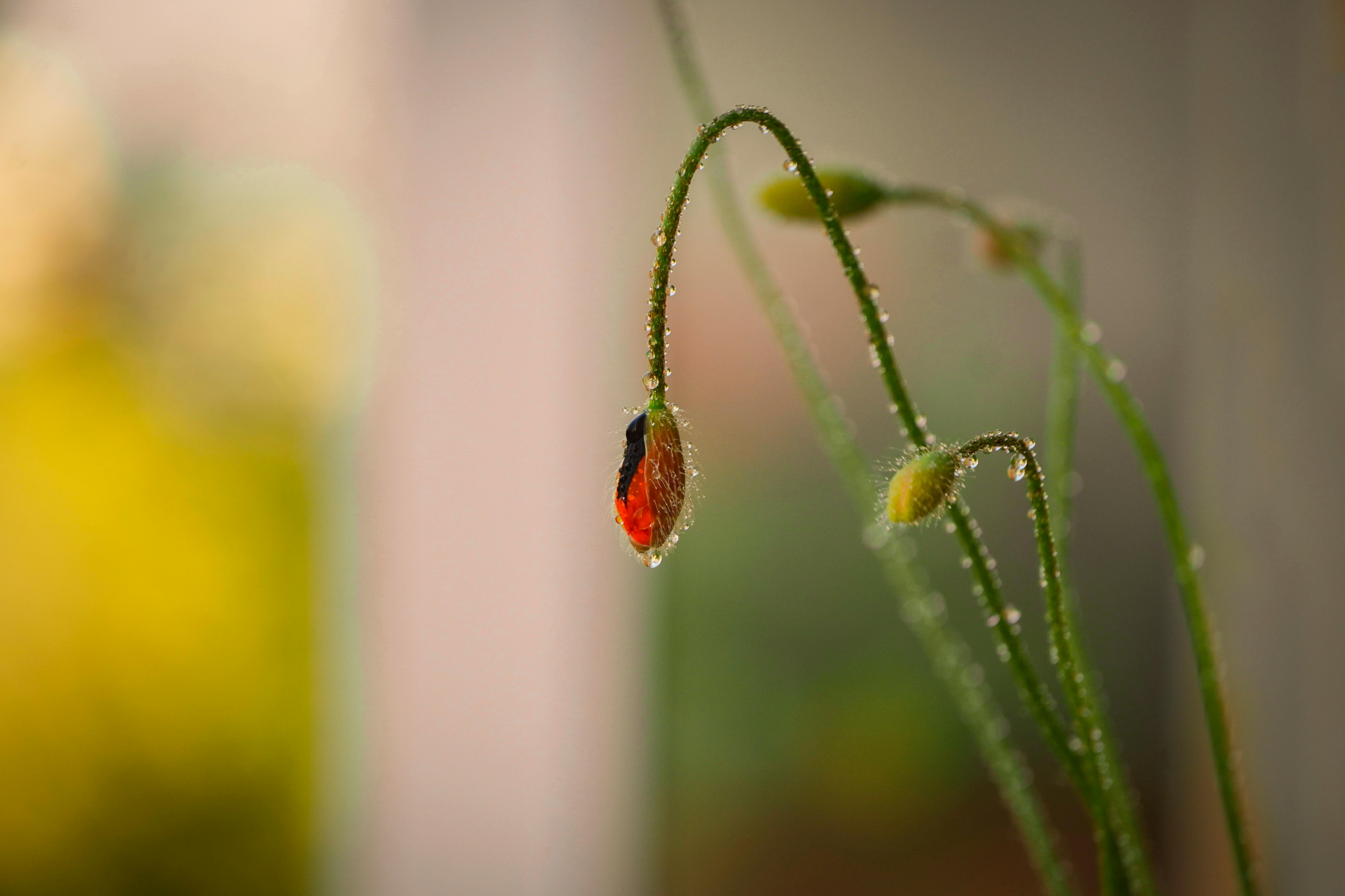 Budding Flowers Photos, Download The BEST Free Budding Flowers Stock ...