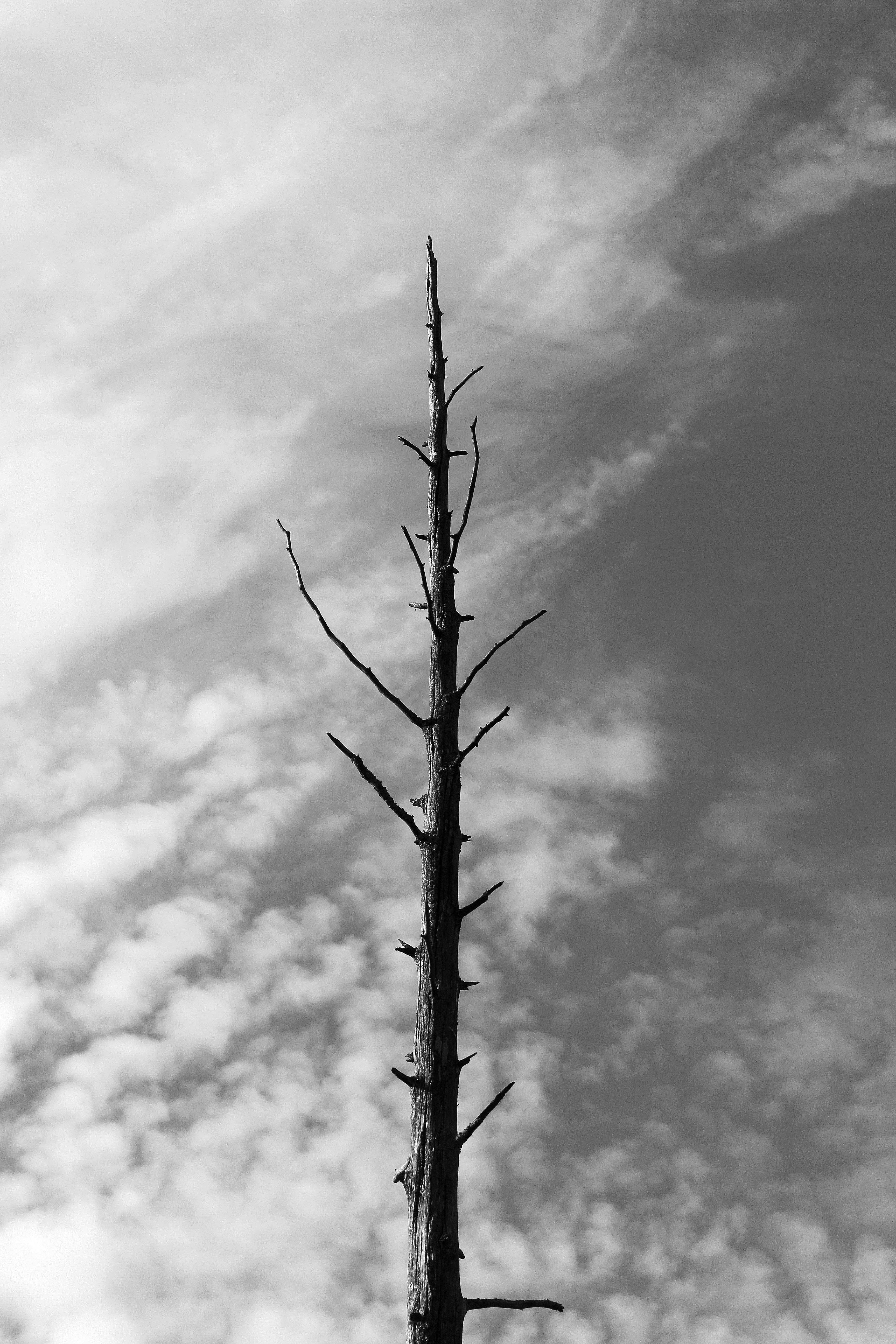 Grayscale Photo of a Bare Tree in the Forest · Free Stock Photo