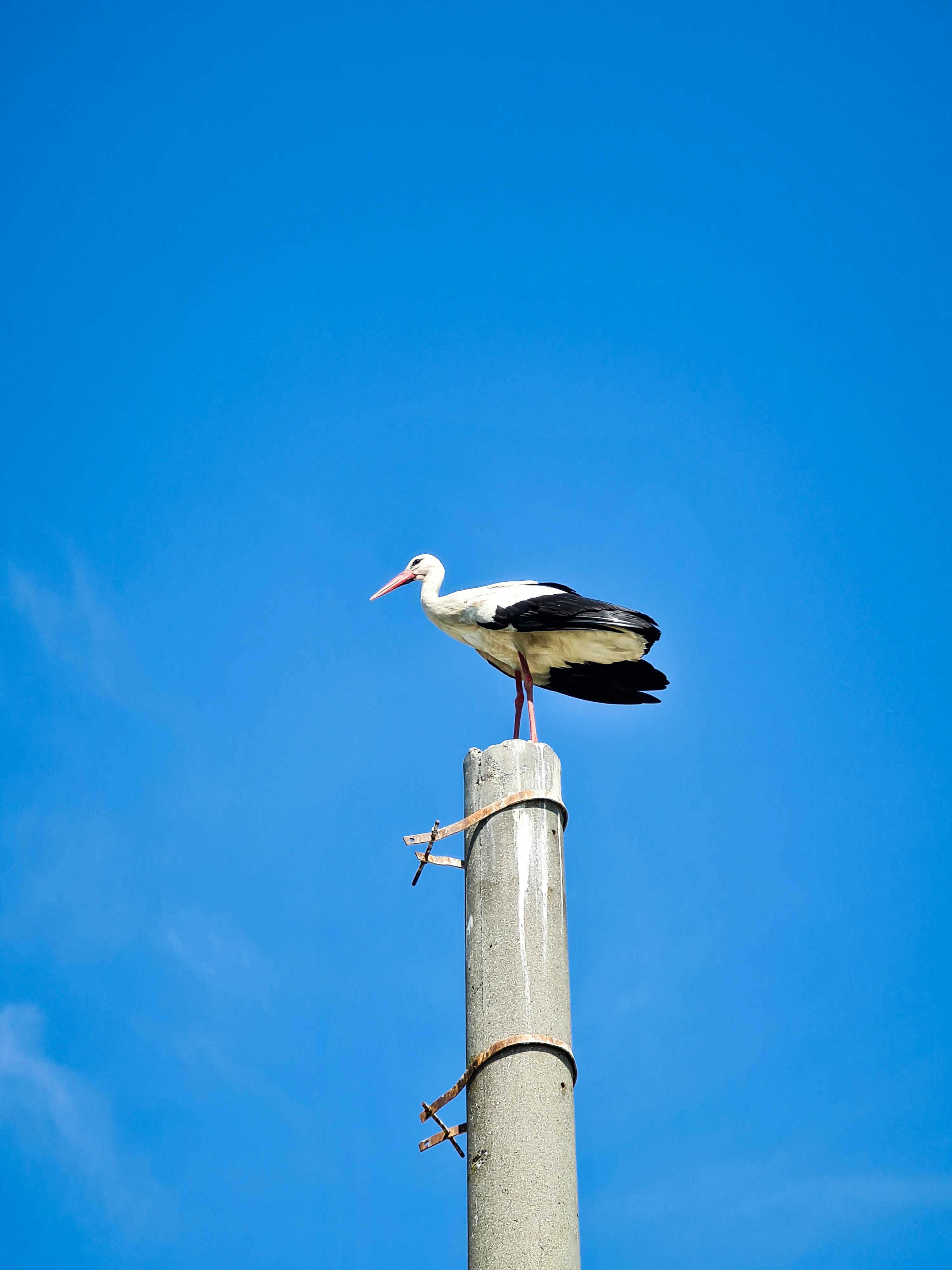 Stork on Post · Free Stock Photo