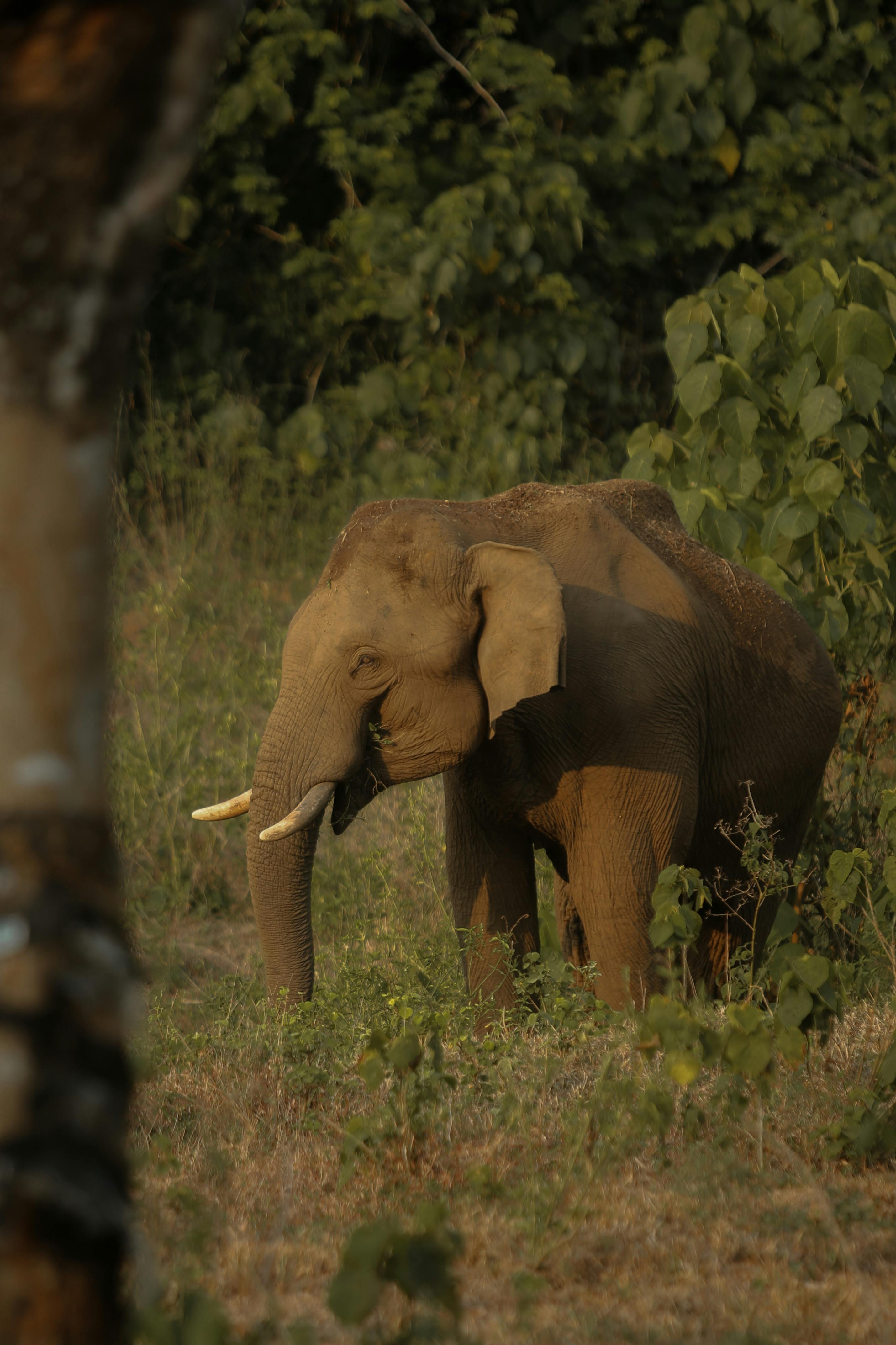 Wayanad Photos, Download The BEST Free Wayanad Stock Photos & HD Images