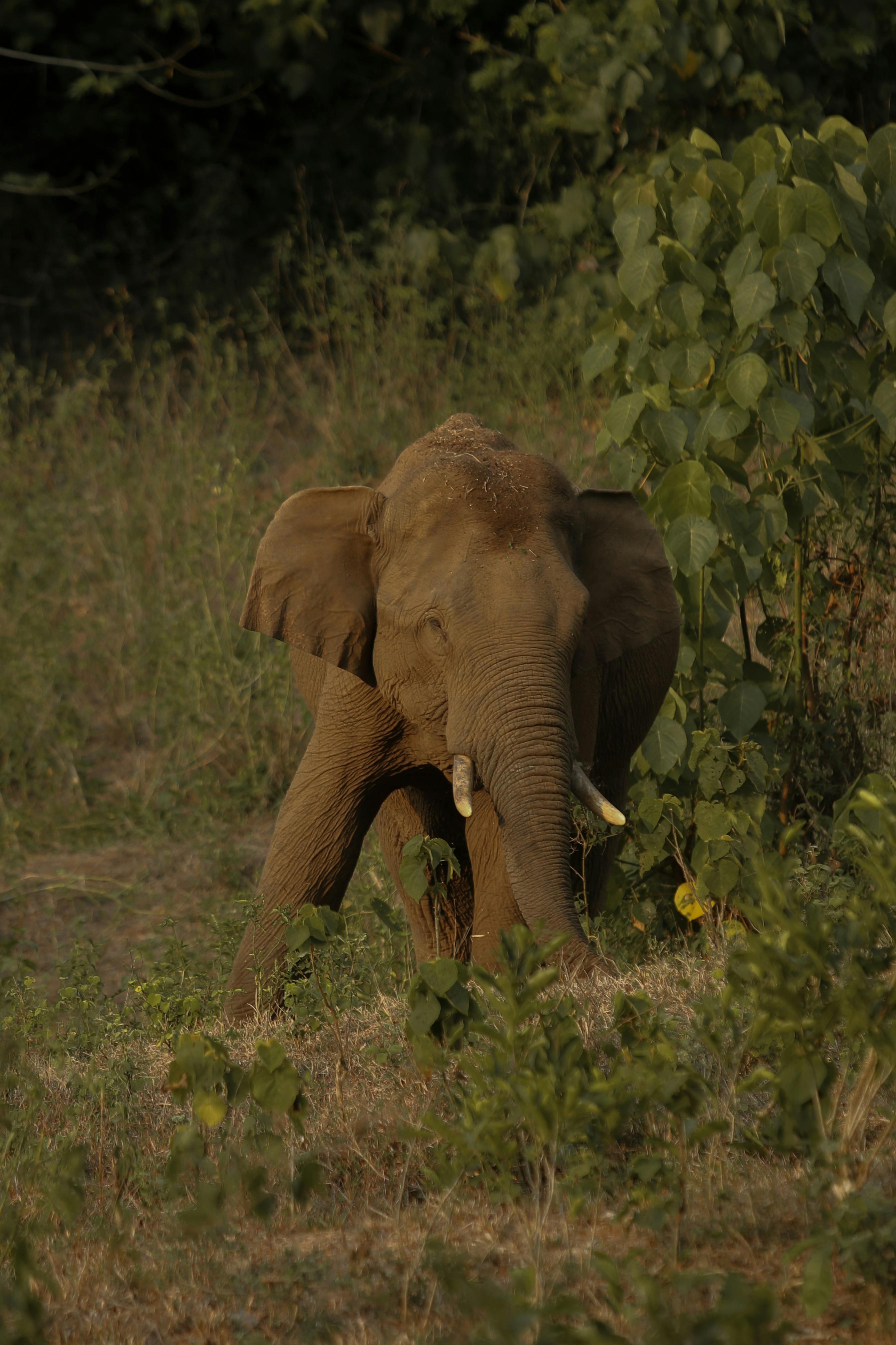 Wayanad Photos, Download The BEST Free Wayanad Stock Photos & HD Images