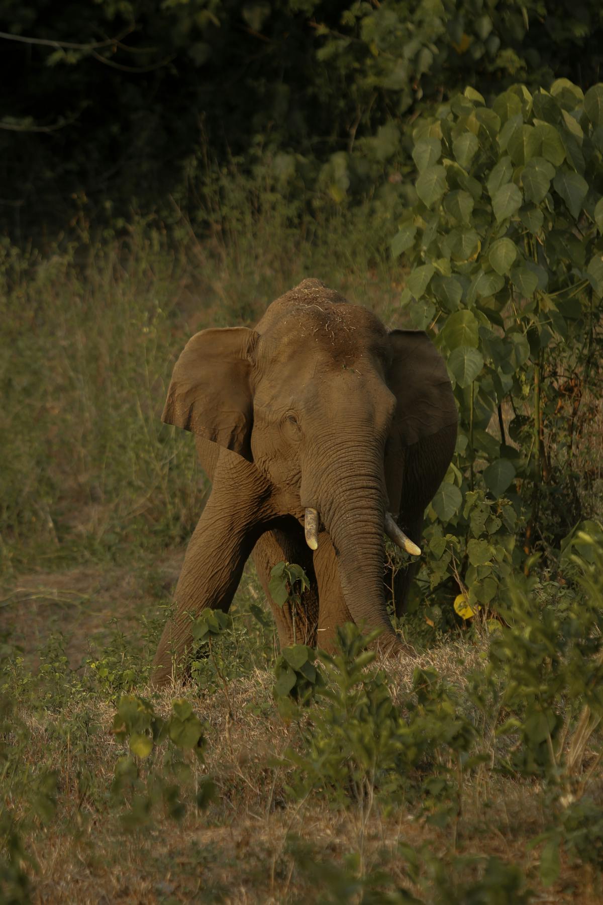 Kozhikode Mittayi Theruv Photos, Download The BEST Free Kozhikode ...