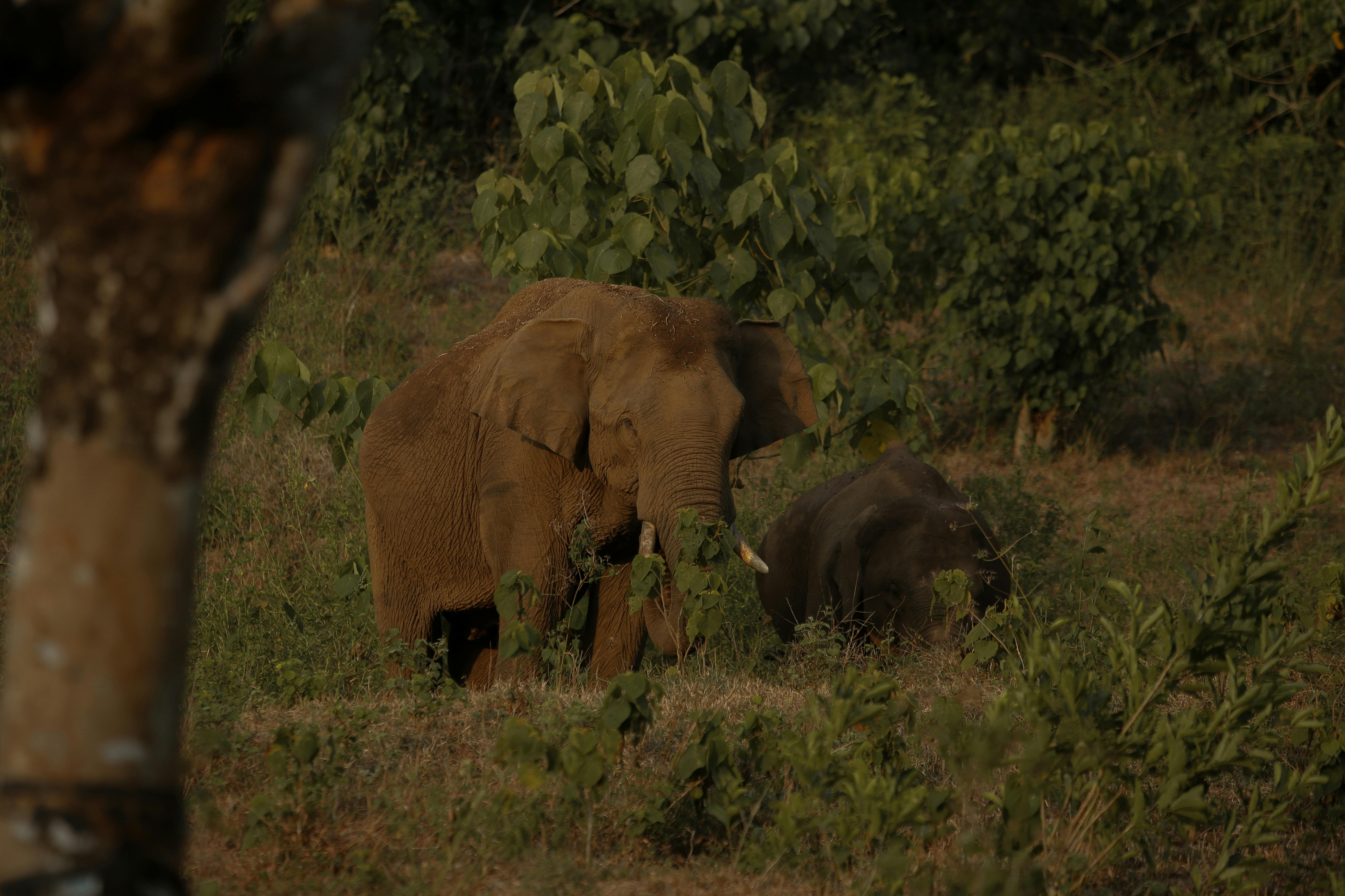Idukki Photos, Download The BEST Free Idukki Stock Photos & HD Images