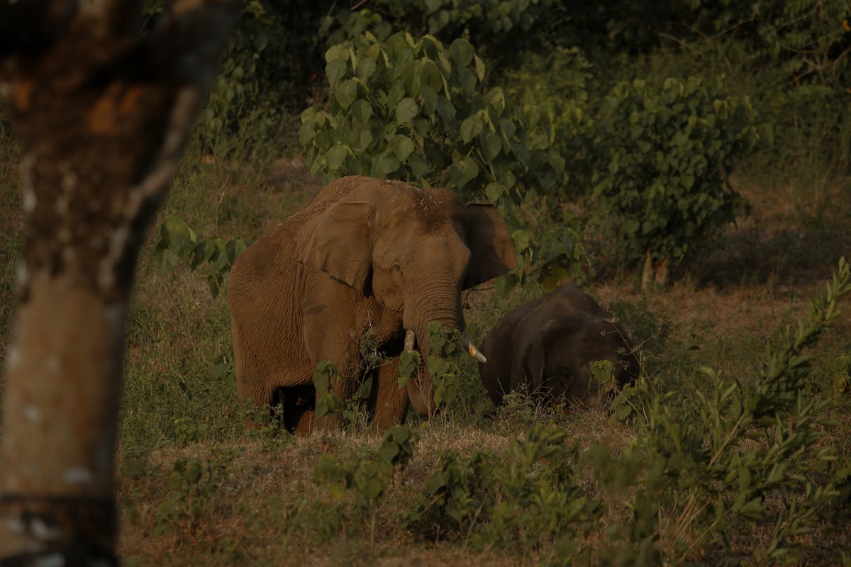 Kozhikode Mittayi Theruv Photos, Download The BEST Free Kozhikode ...