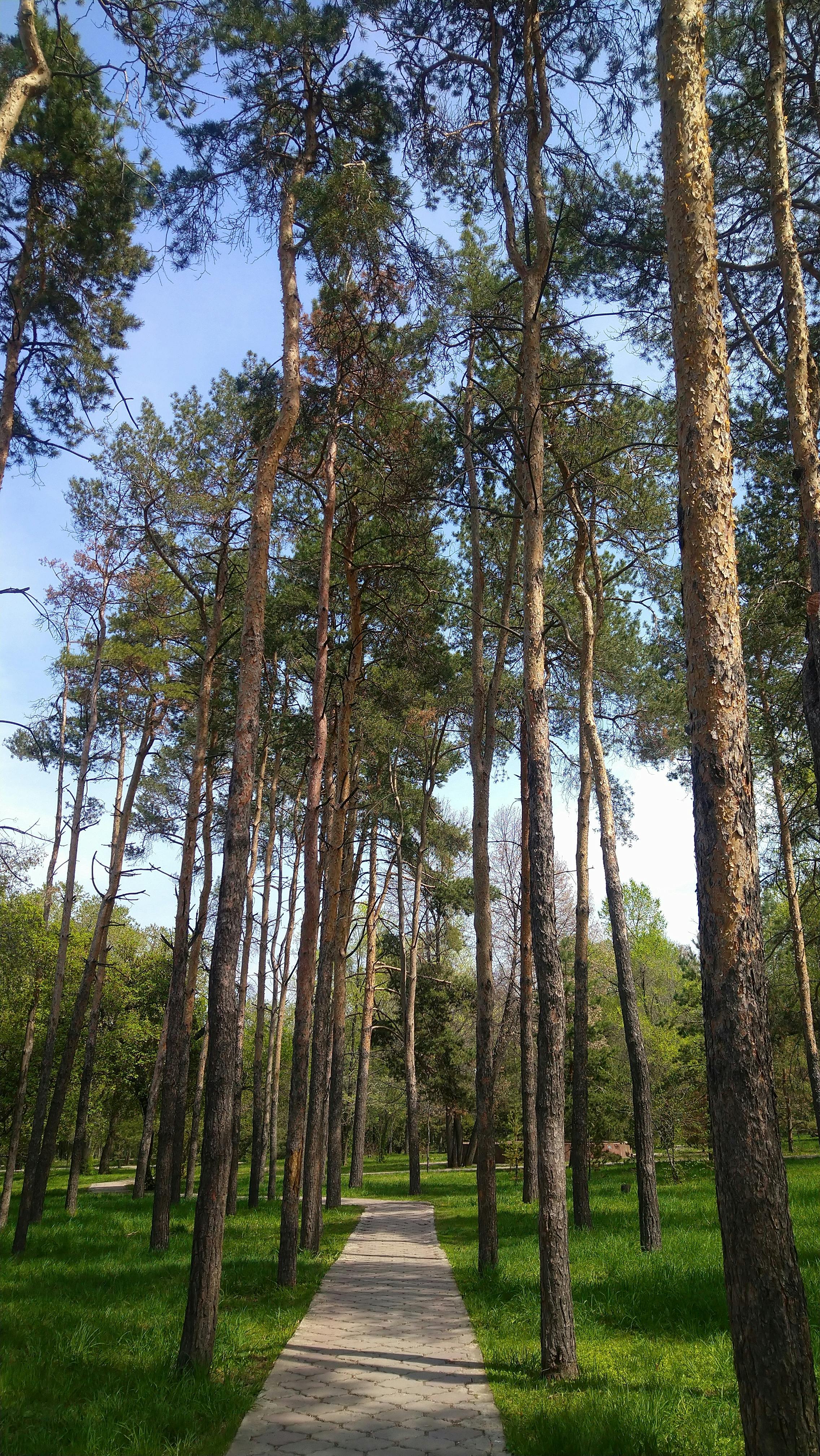 Path in Pine Tree Forest · Free Stock Photo