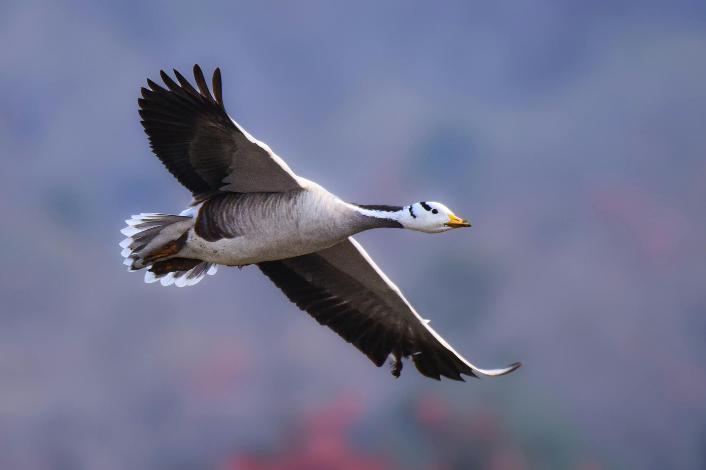 Goose flipping wings in rippling lake · Free Stock Photo