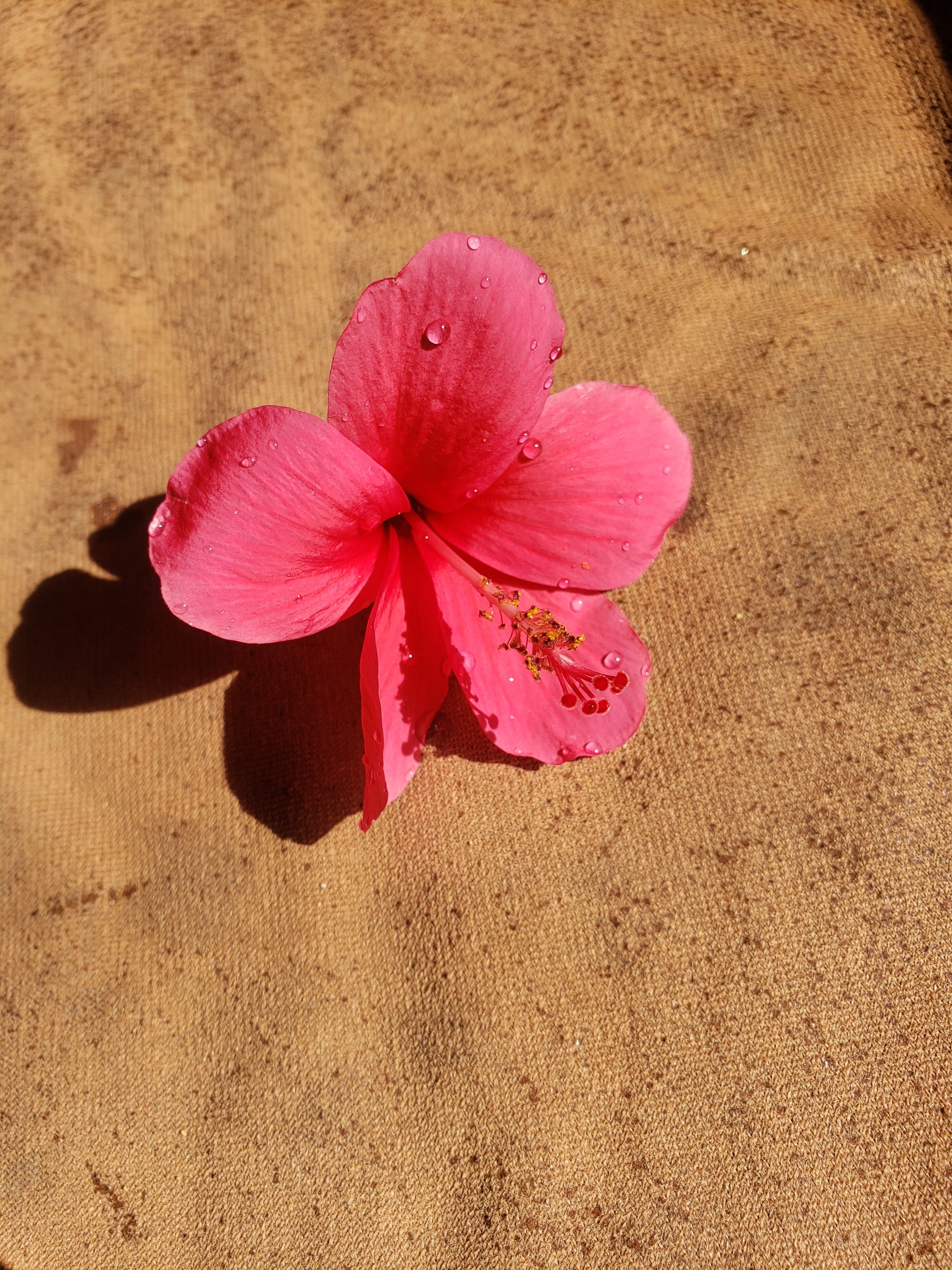 Pink Flower on Sand · Free Stock Photo