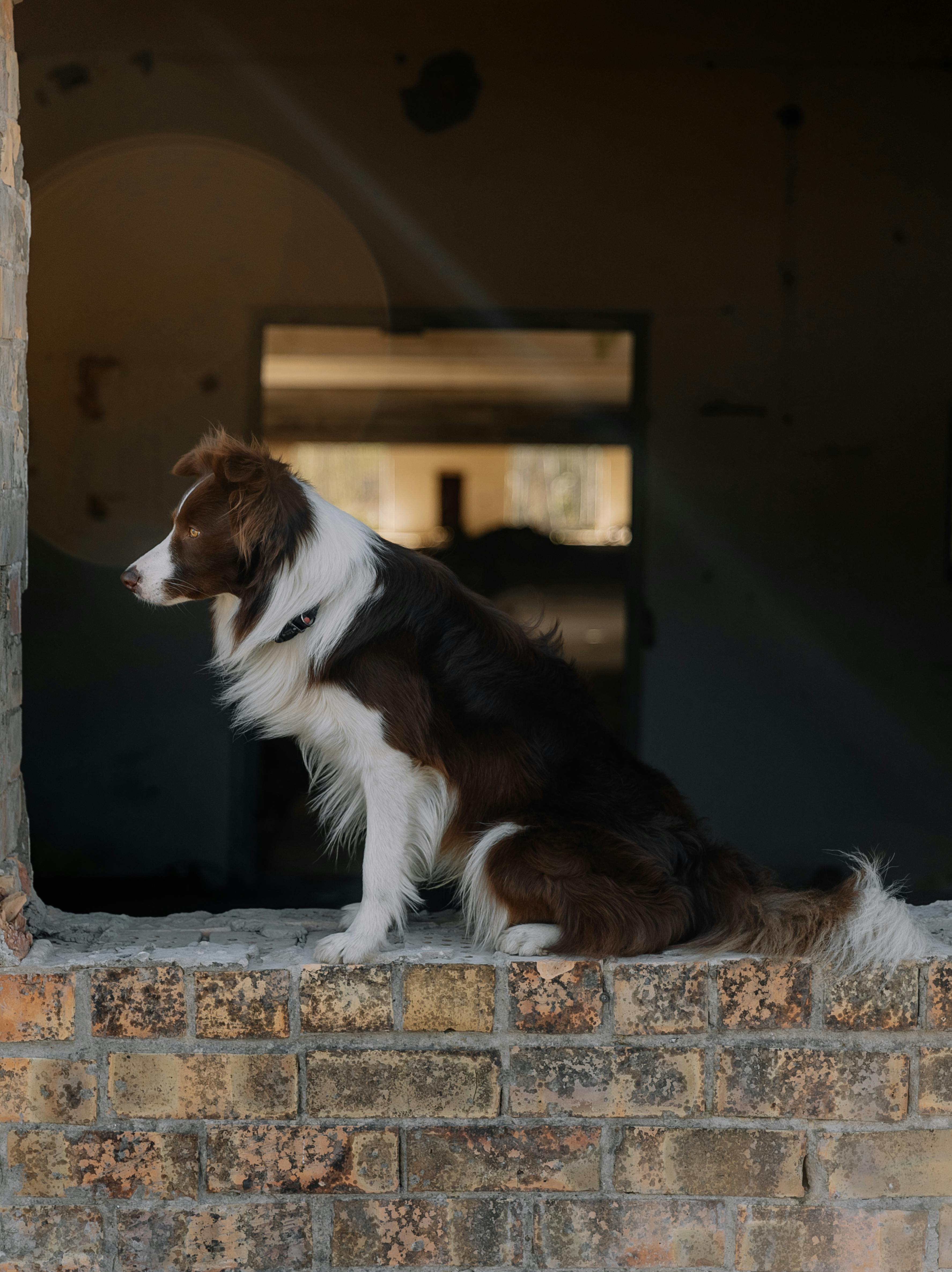 Cute Dog Sitting on Brick Wall · Free Stock Photo