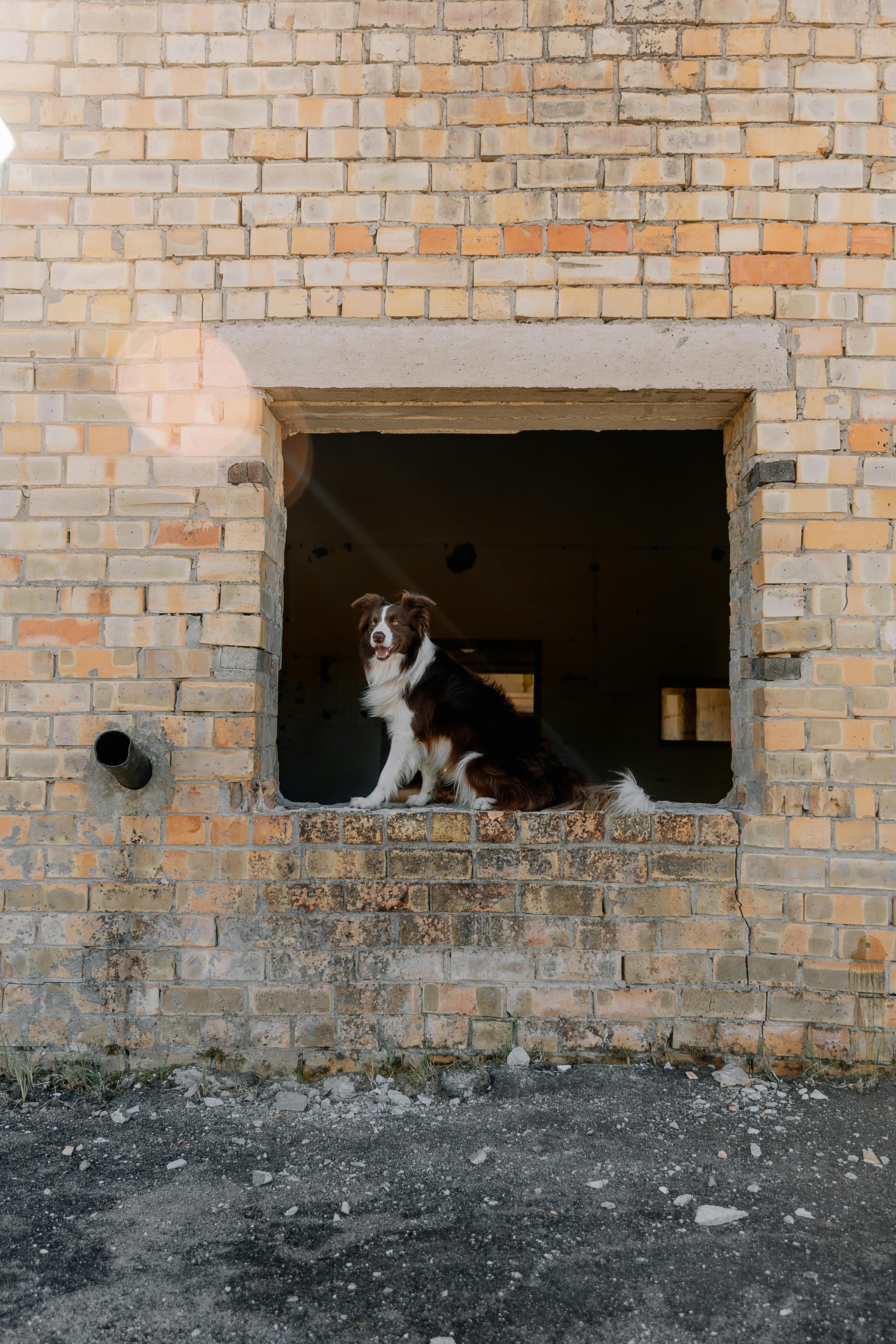 Old Collie Photos, Download The BEST Free Old Collie Stock Photos & HD ...