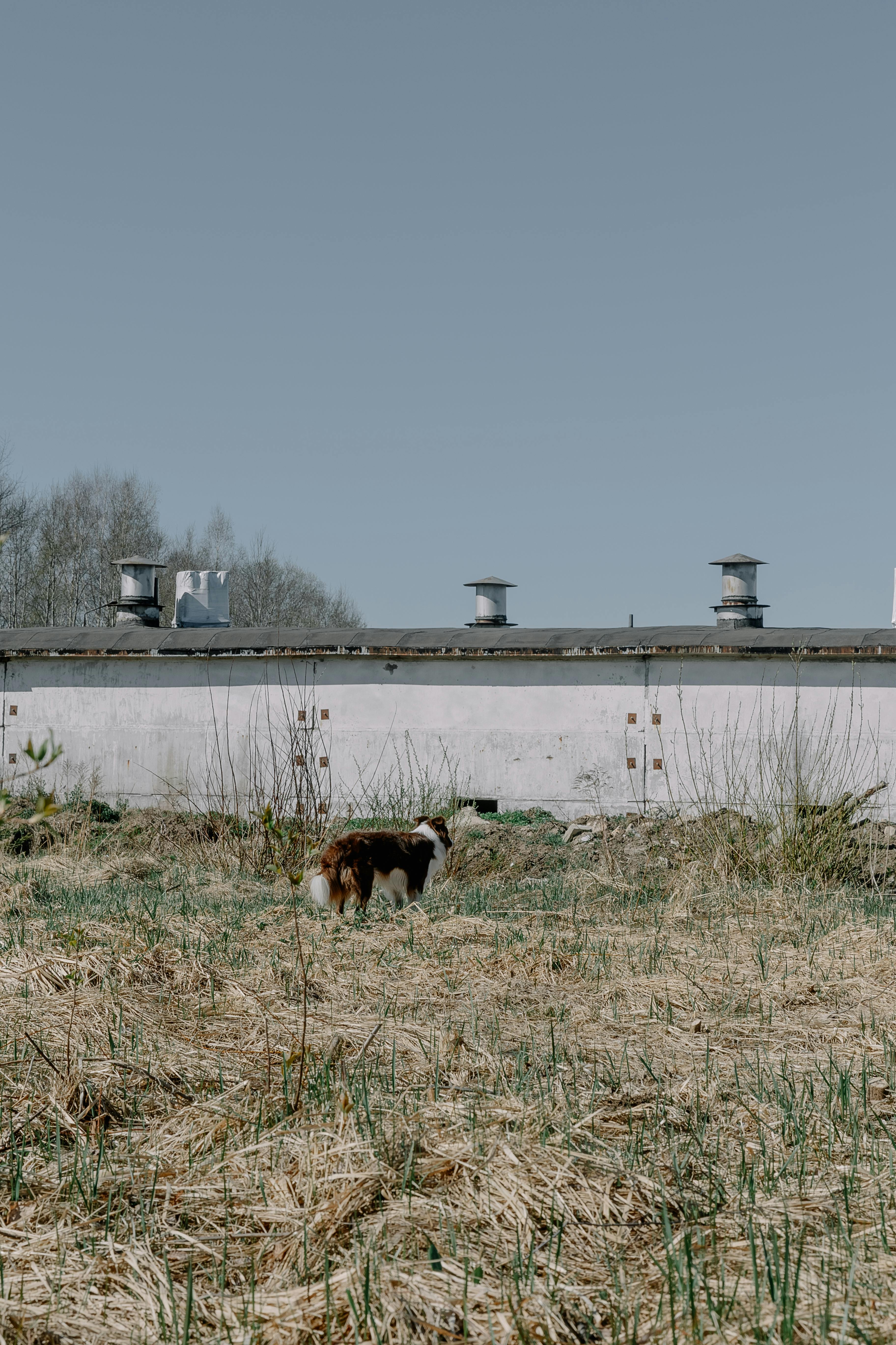 Dog on Grass near Building Wall · Free Stock Photo