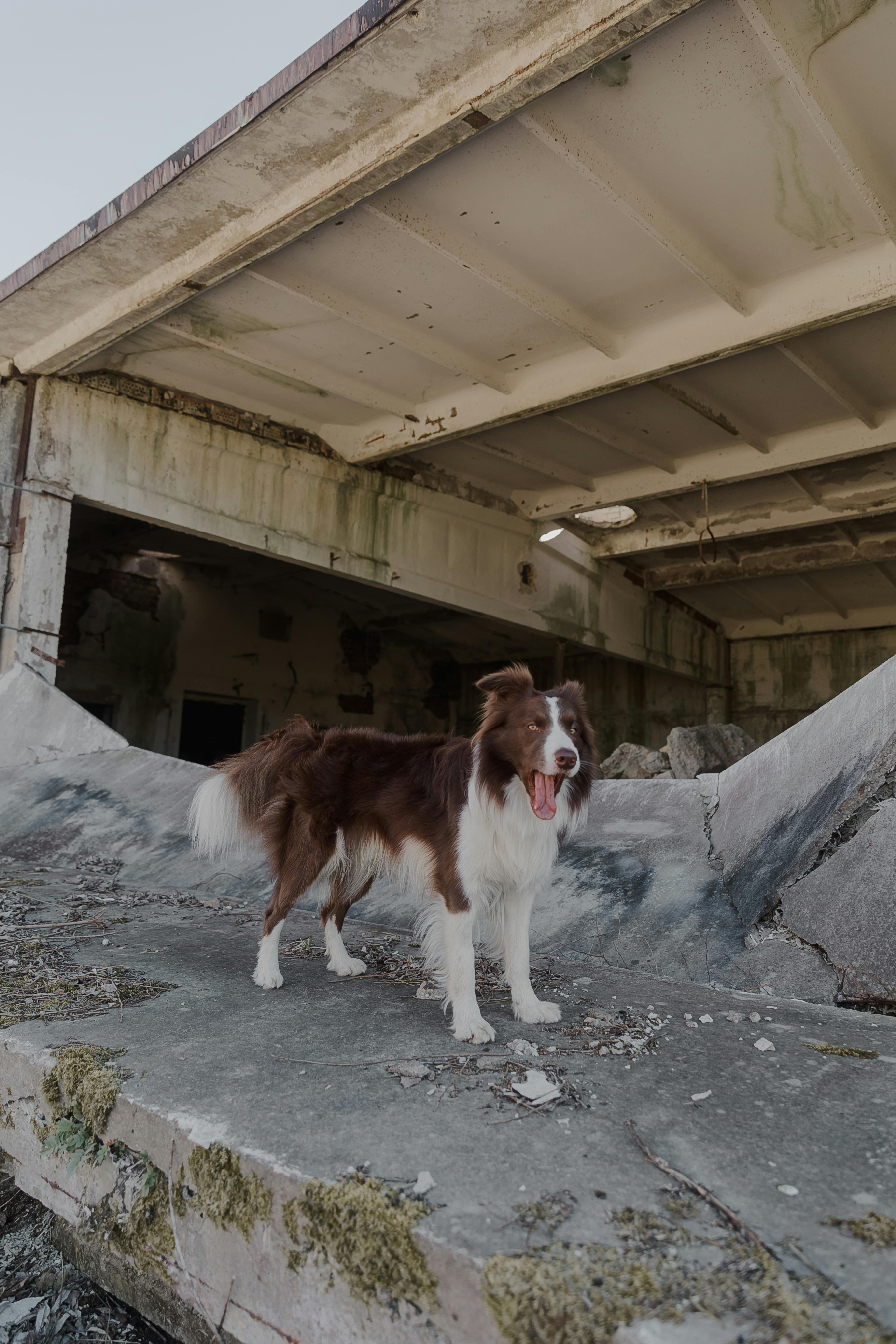 Dog in Decaying Ruins · Free Stock Photo