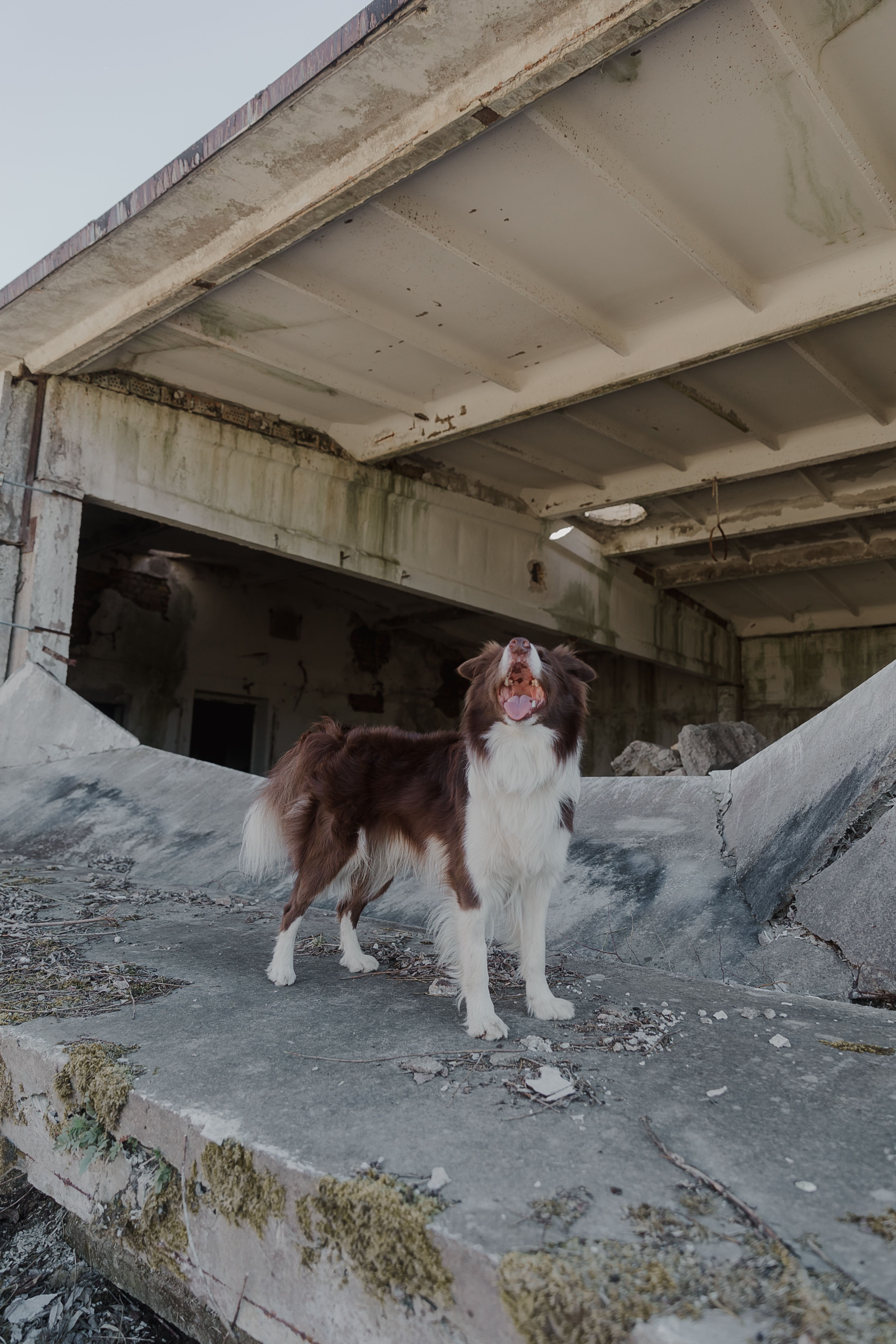 Dog Destroyed Things Photos, Download The BEST Free Dog Destroyed ...