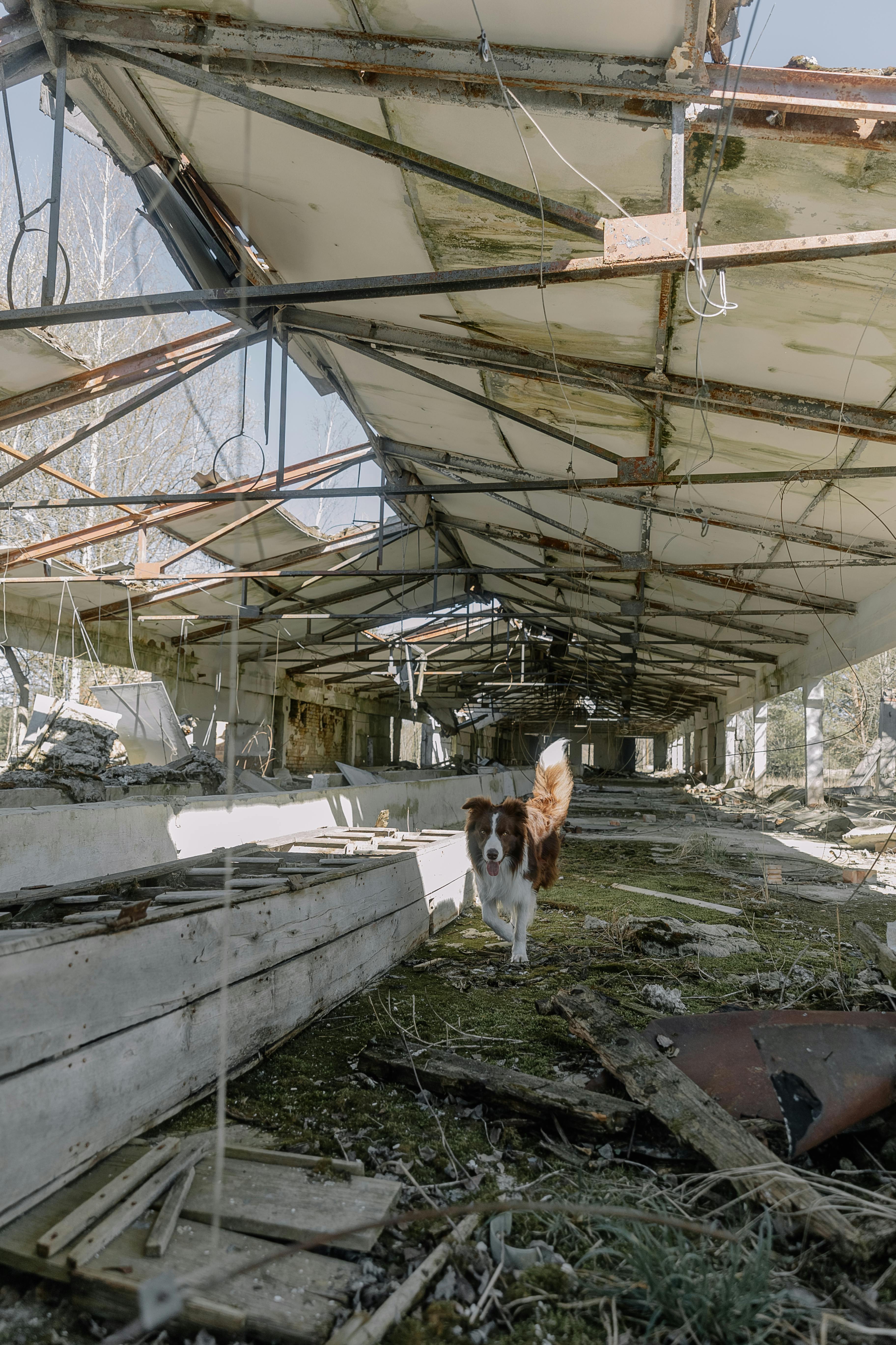 Dog Damage Photos, Download The BEST Free Dog Damage Stock Photos & HD ...