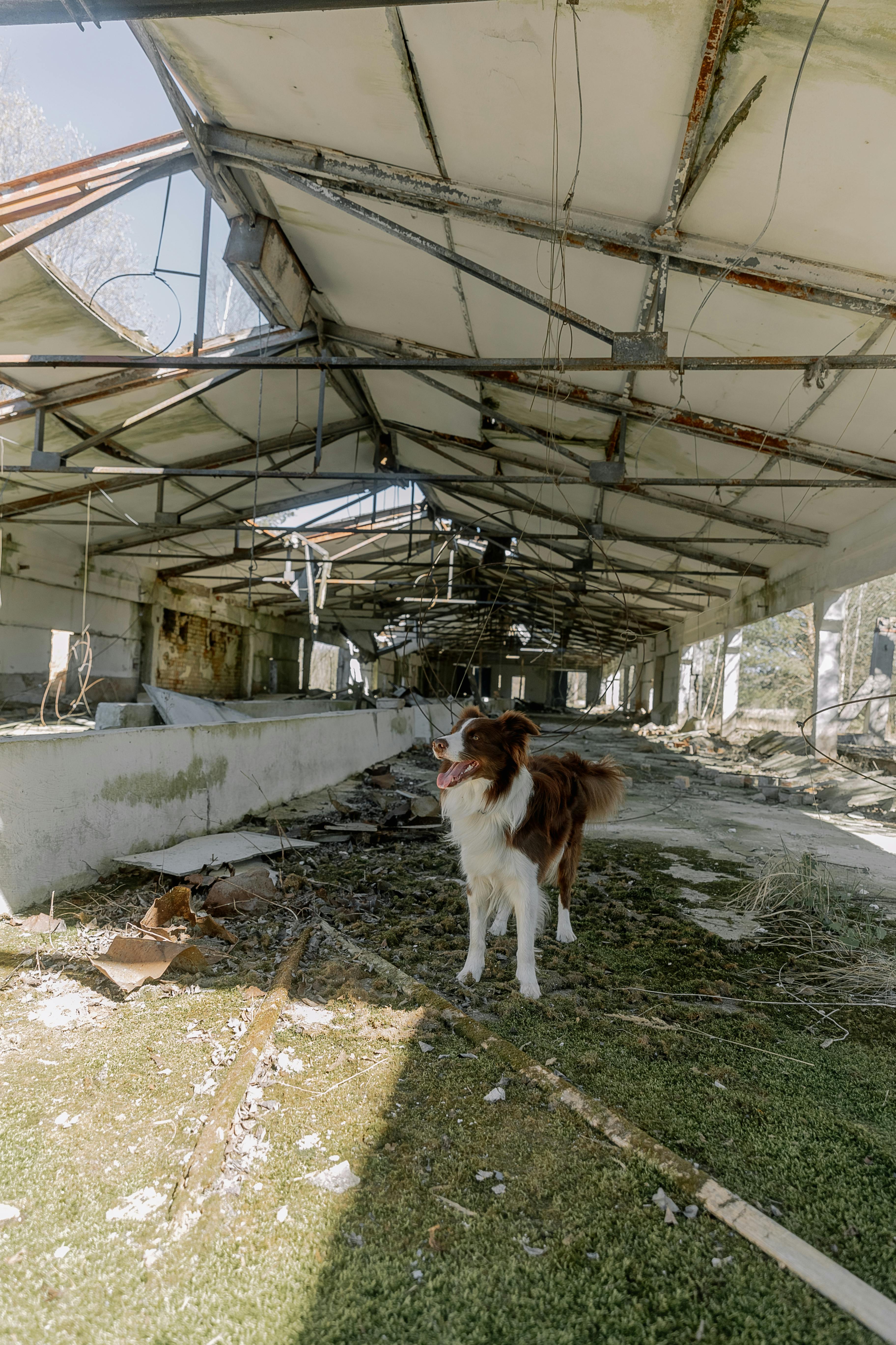 Dog Destroying Photos, Download The BEST Free Dog Destroying Stock ...