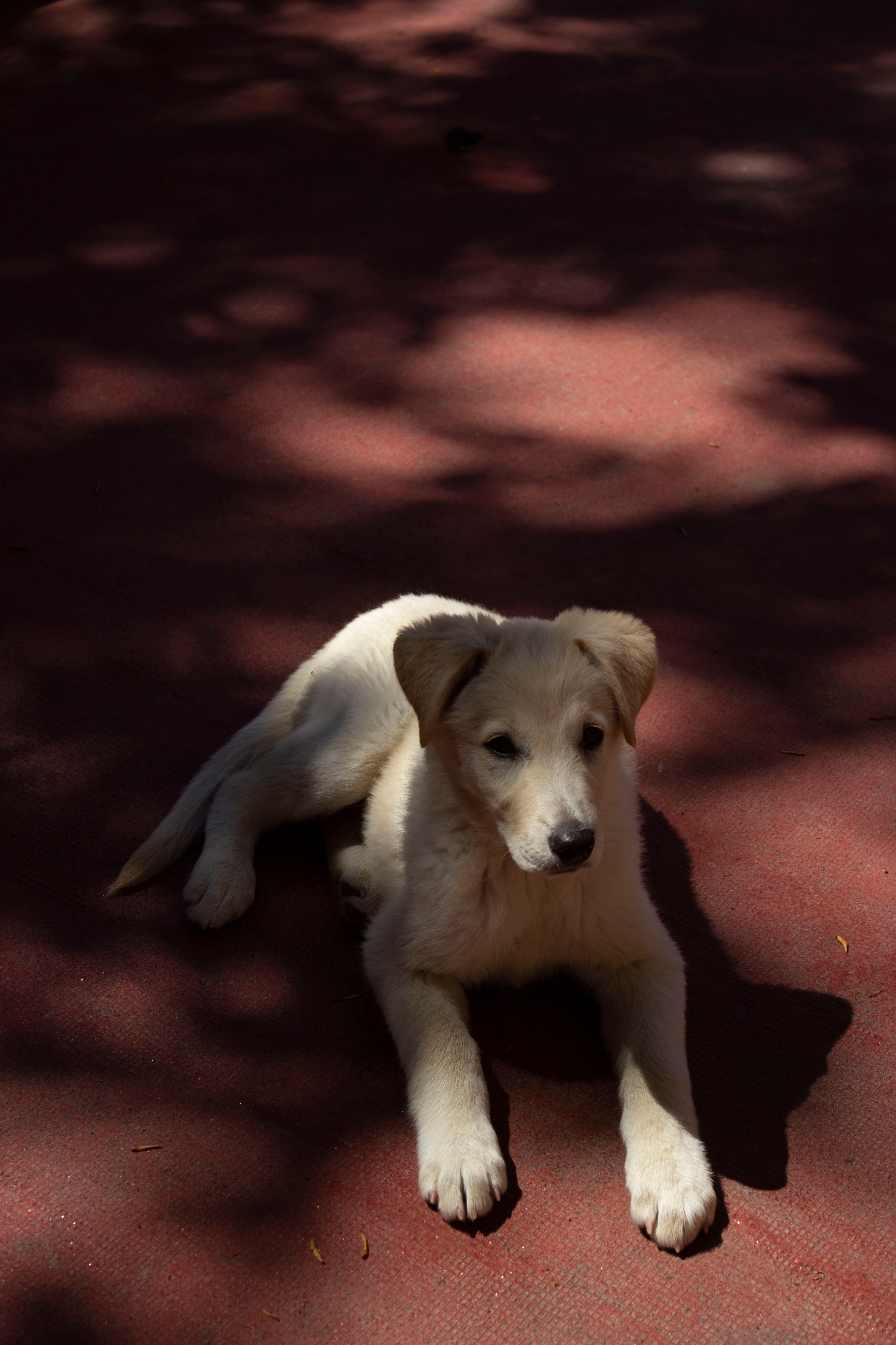 Close-up of a Dog Lying on the Ground · Free Stock Photo