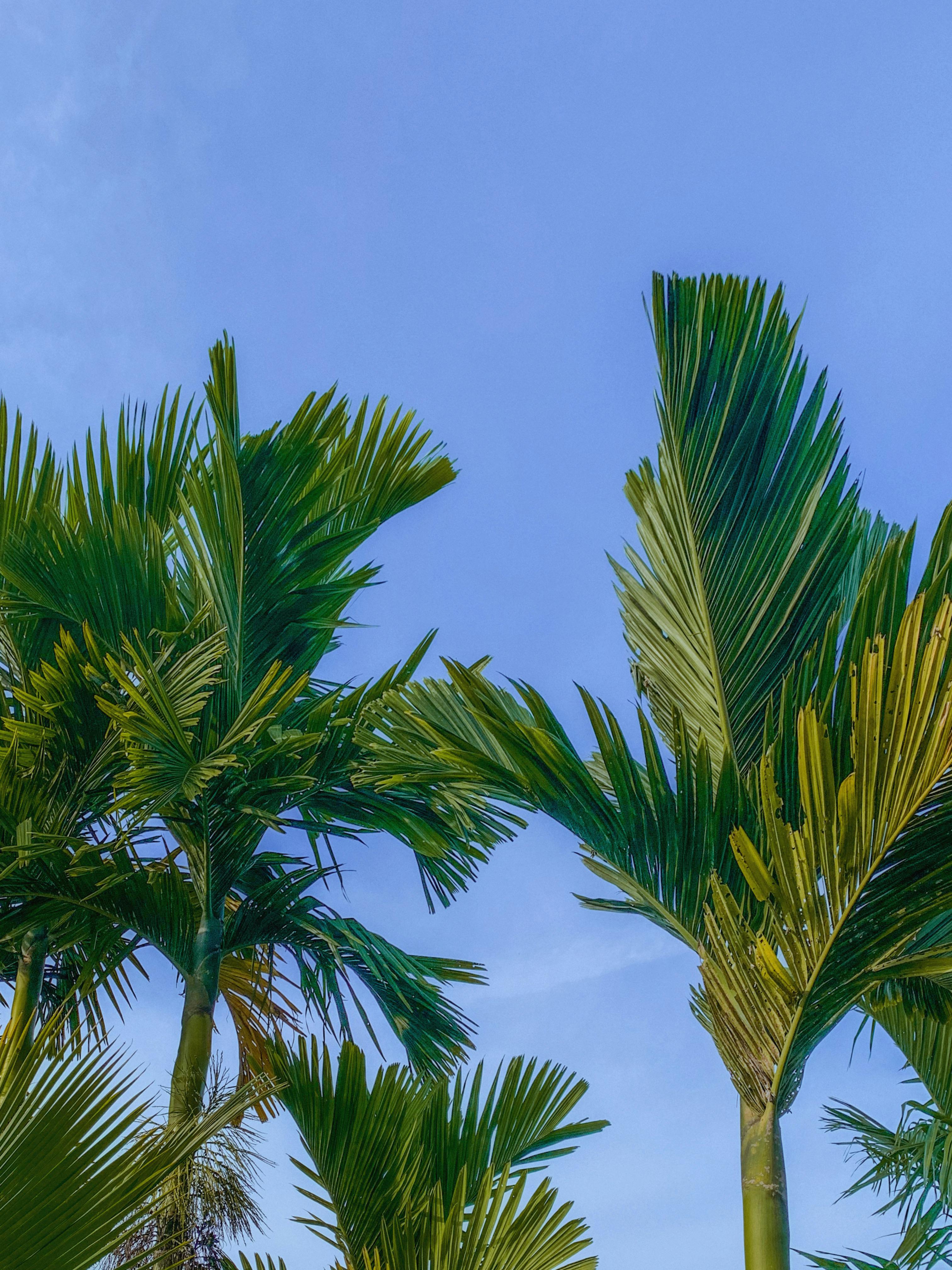 Palm Trees Fronds · Free Stock Photo
