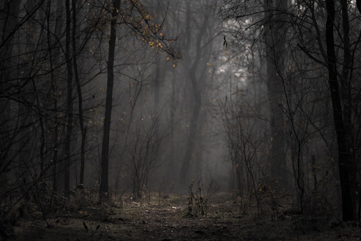 Dark Woods Photos, Download The BEST Free Dark Woods Stock Photos & HD ...